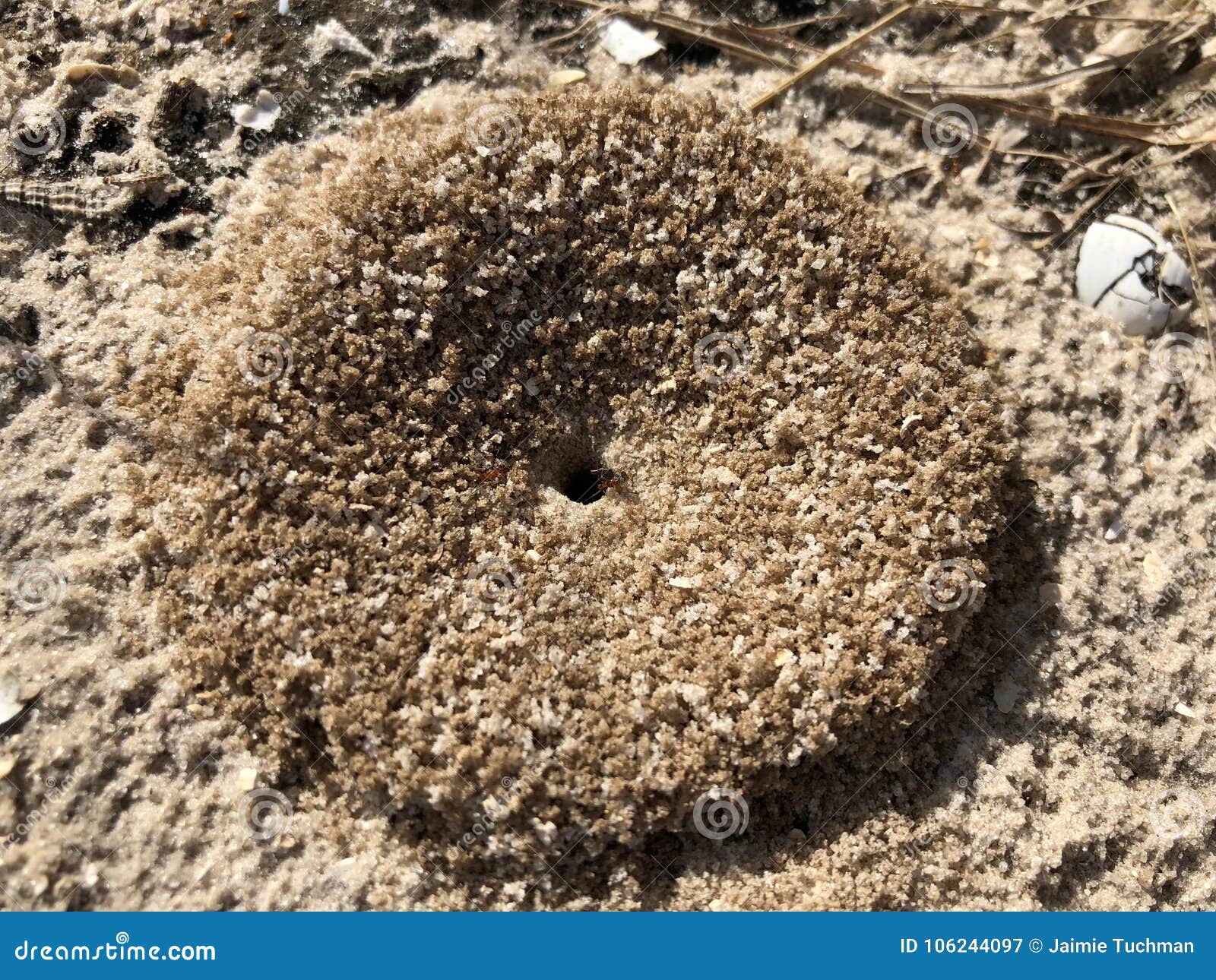 Anthill opening in sand stock image. Image of disc, fragility - 106244097