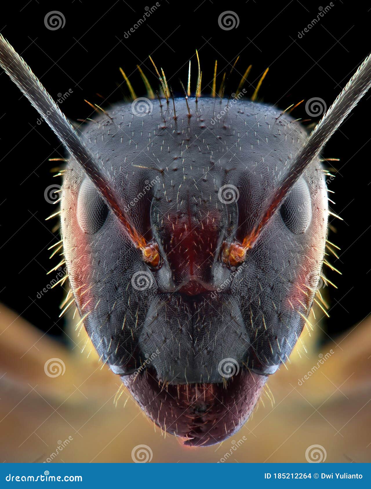 Ants face extreme closeup stock photo. Image of insect - 185212264