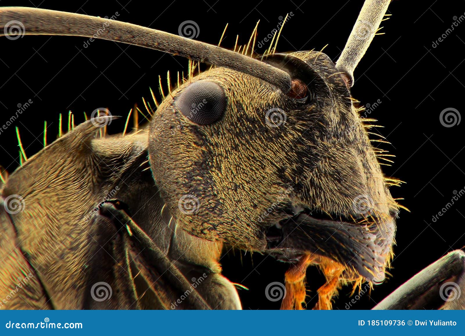 Ants Face Extreme Closeup Macro Stock Photo - Image of branch, wildlife ...