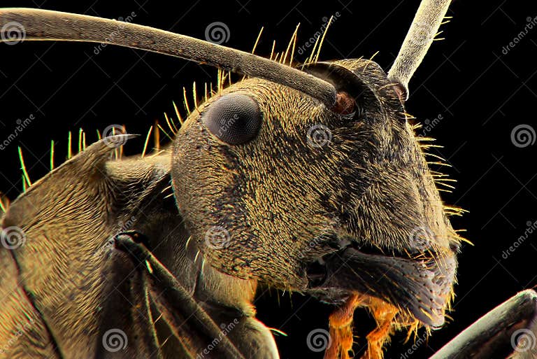 Ants Face Extreme Closeup Macro Stock Photo - Image of branch, wildlife ...