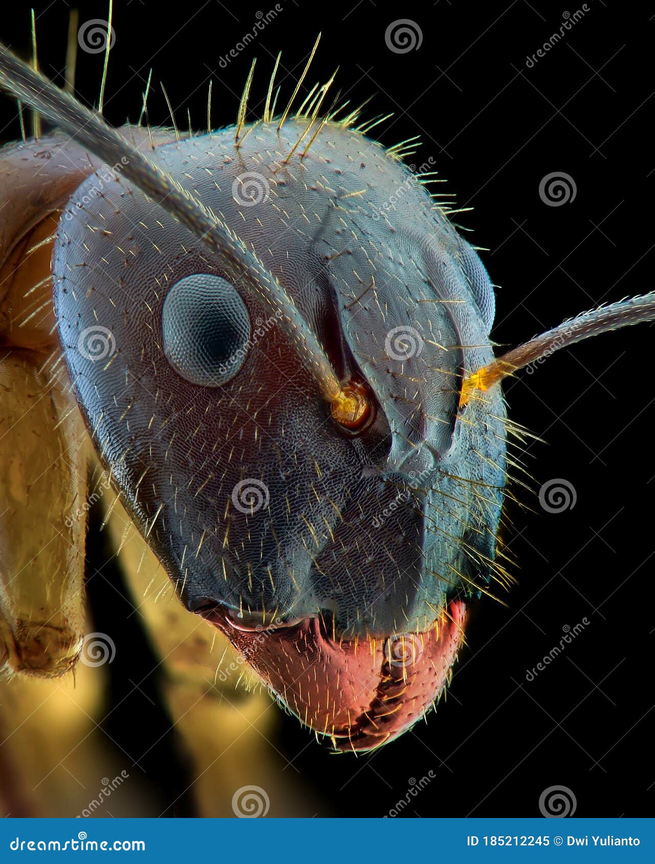 Ants Face Macro Photography Stock Image - Image of wildlife, head ...
