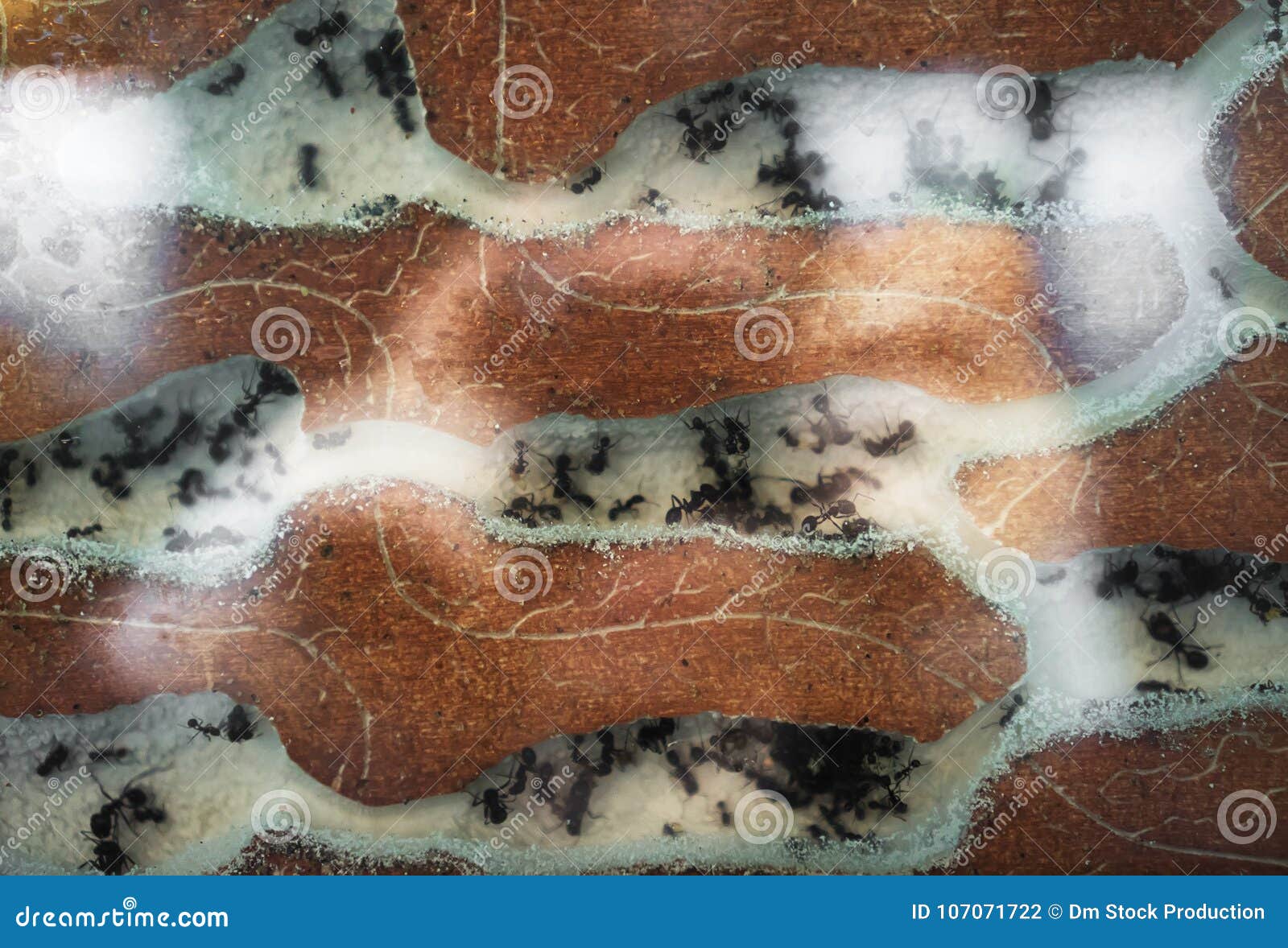 Ants farm. stock photo. Image of research, closeup, behavior - 107071722