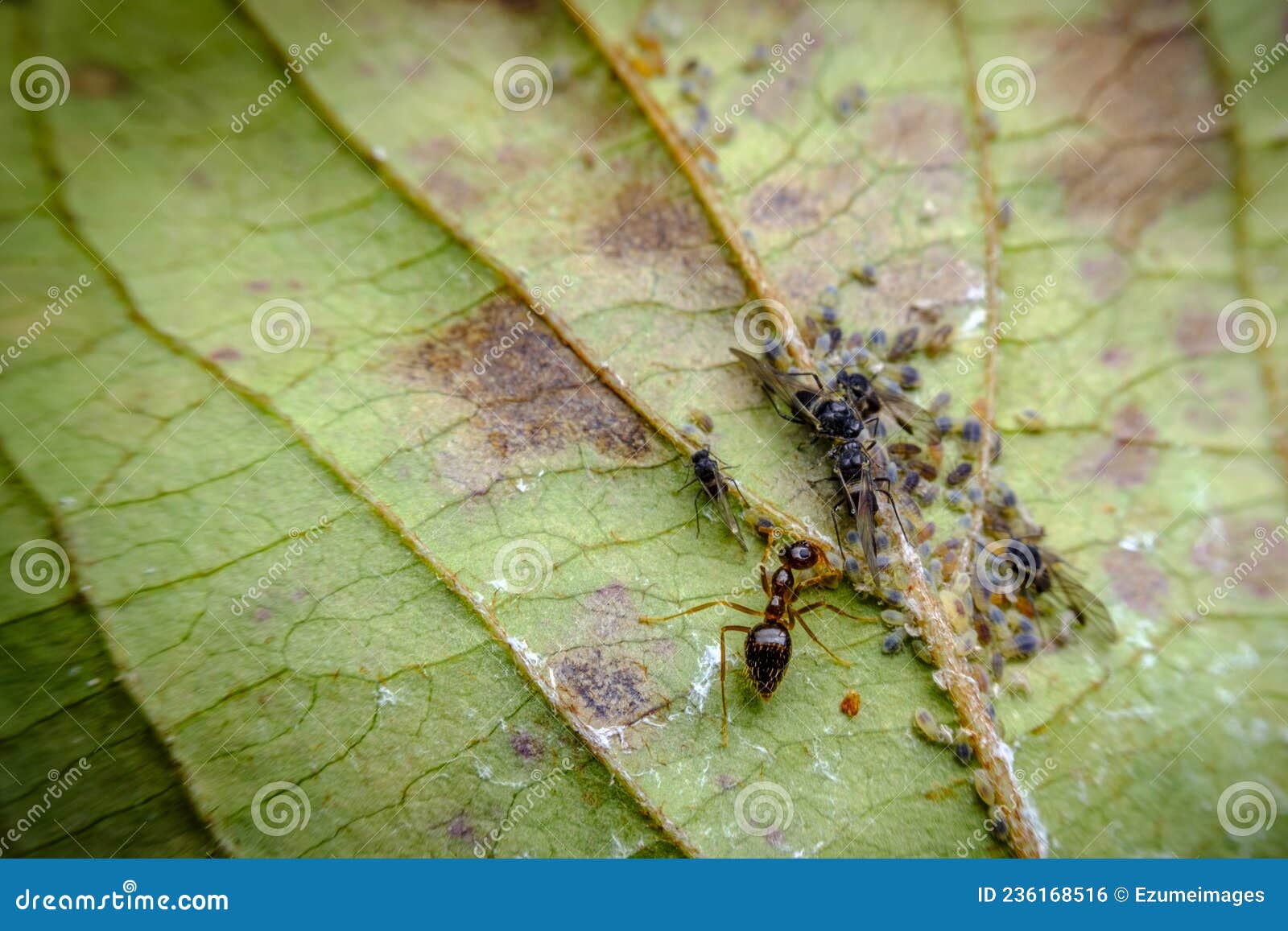 Ants Farming Aphids Leaf stock photo. Image of mutualism - 236168516 Ants Farming Aphids Leaf stock photo. Image of mutualism - 236168516