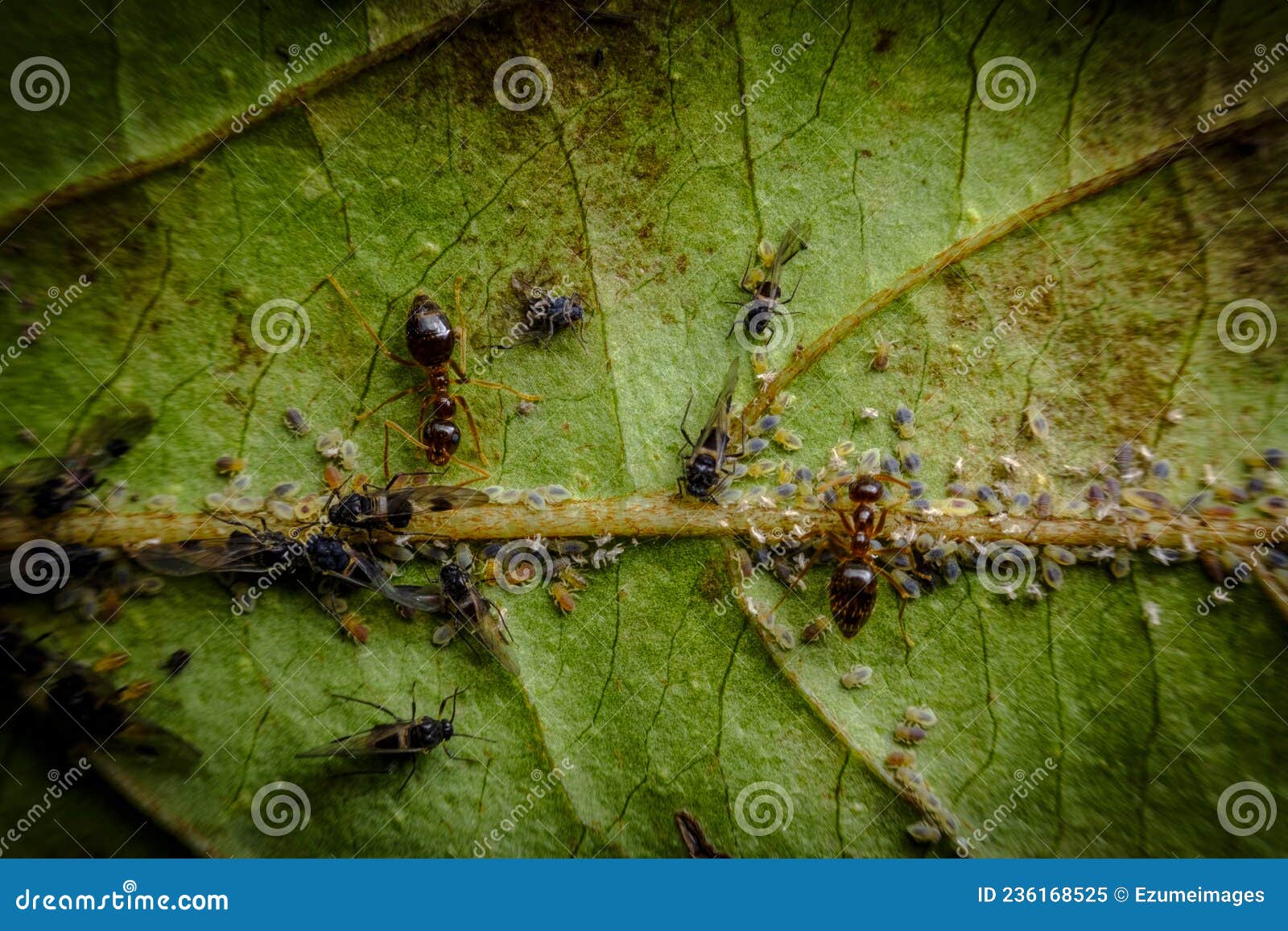 Ants Farming Aphids Leaf stock image. Image of mutualism - 236168525