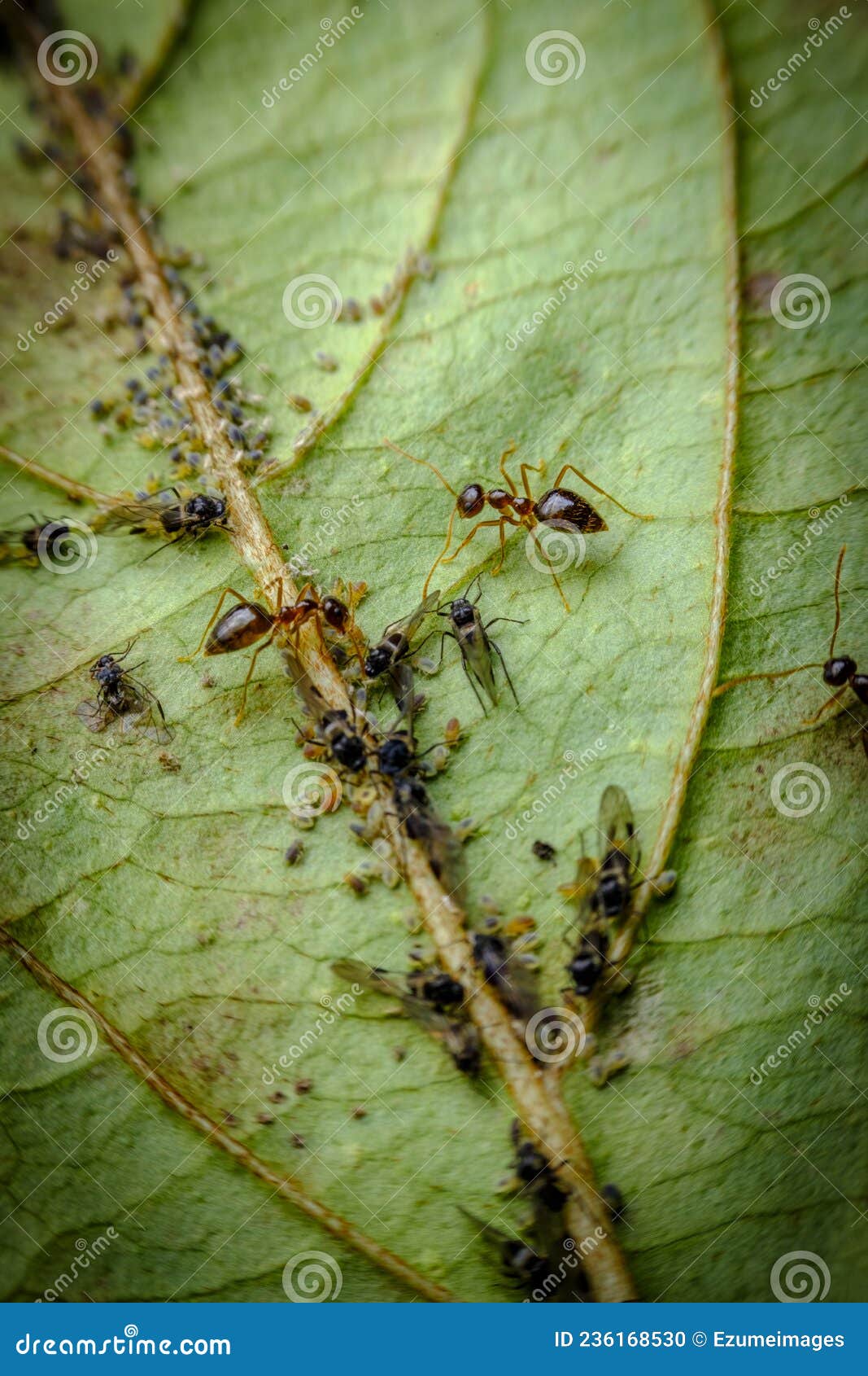 Ants Farming Aphids Leaf stock photo. Image of agriculture - 236168530 Ants Farming Aphids Leaf stock photo. Image of agriculture - 236168530