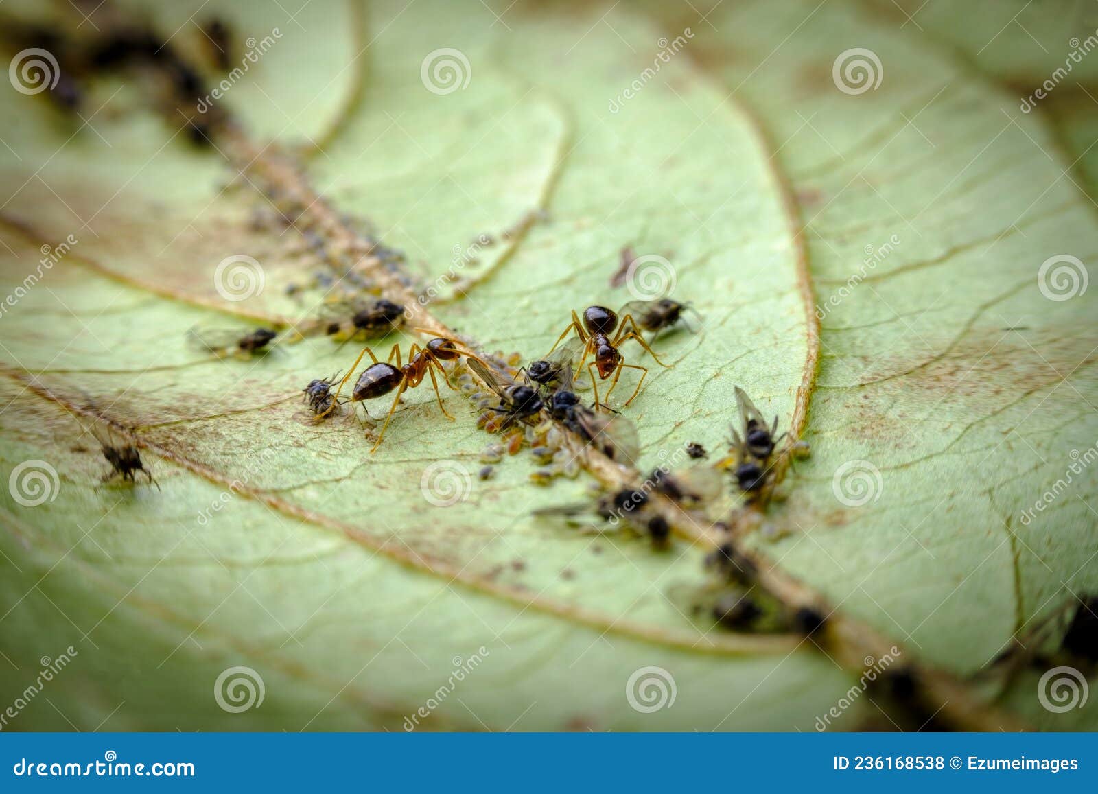 Ants Farming Aphids Leaf stock photo. Image of nymphs - 236168538 Ants Farming Aphids Leaf stock photo. Image of nymphs - 236168538
