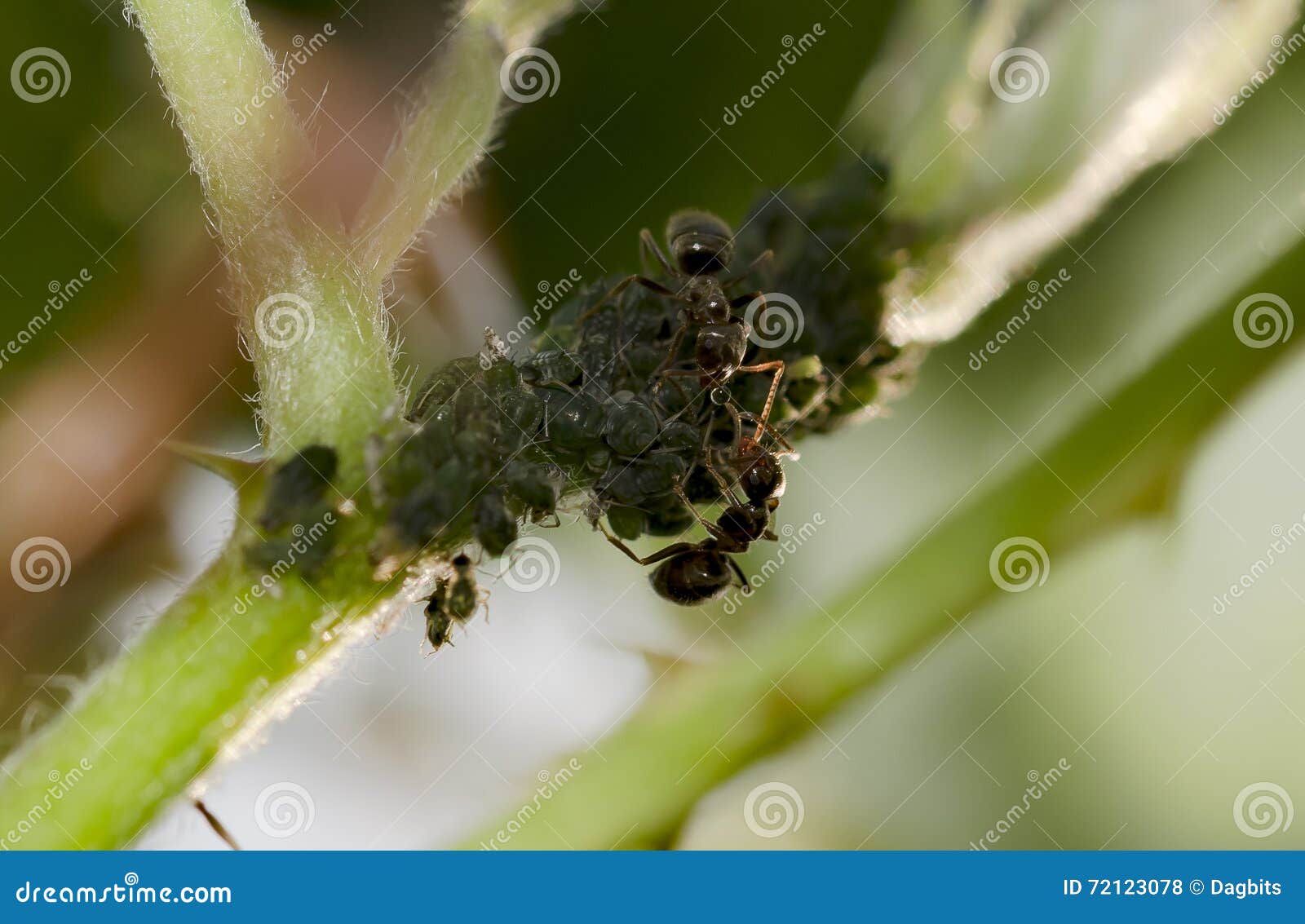 Ants Feeding on the Green Fly. Stock Photo - Image of raspberry, close ...