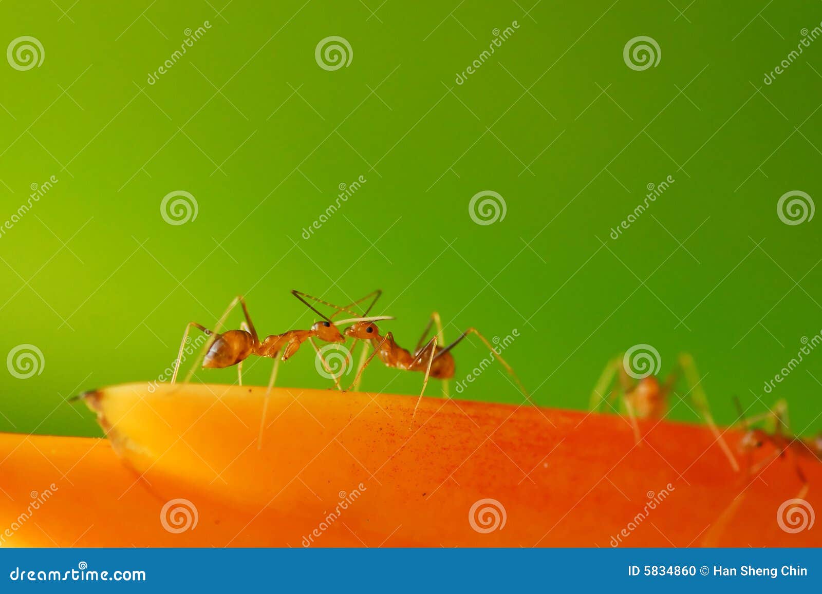Ants Fighting stock photo. Image of fighting, combat, macro - 5834860