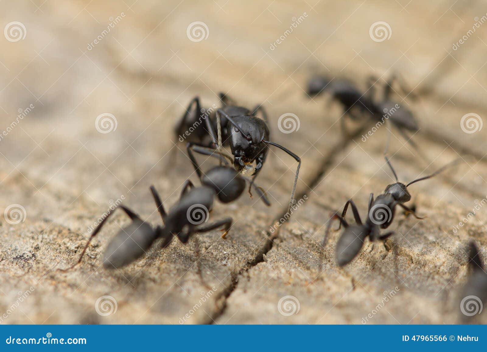 Ants fighting stock photo. Image of macro, studio, house - 47965566