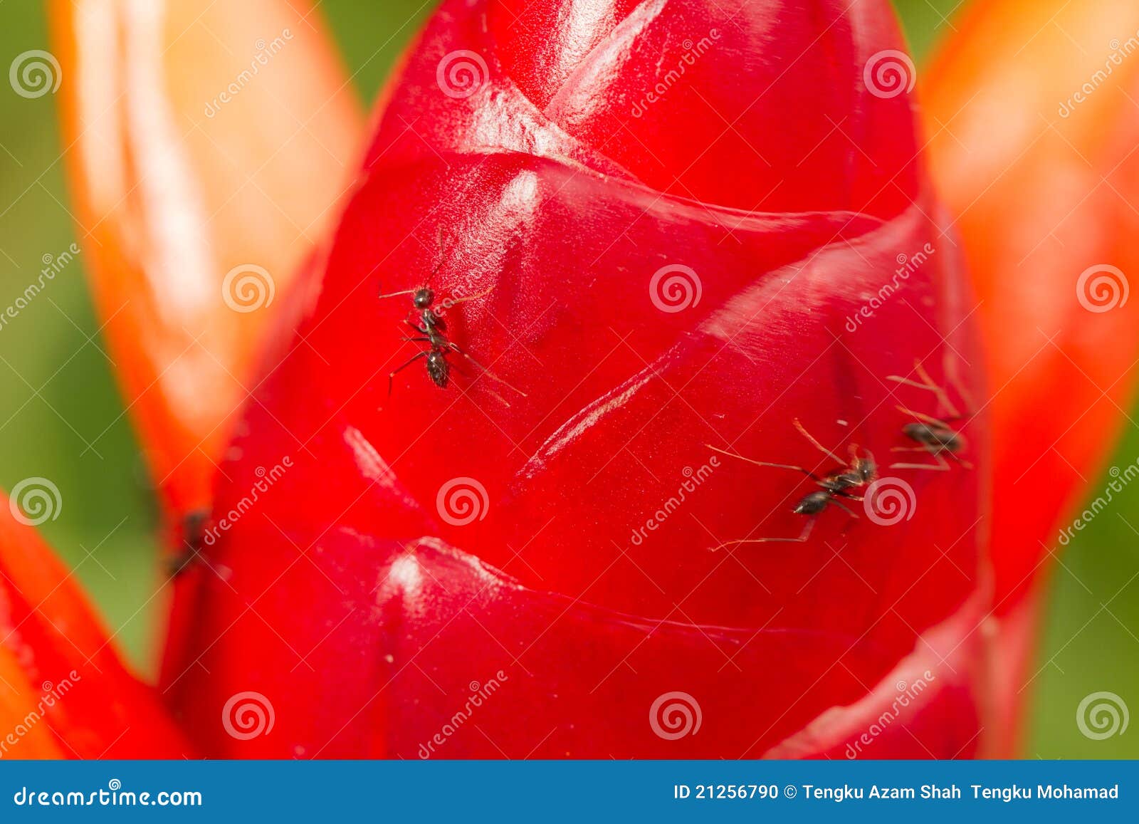 Ants and flower stock photo. Image of pink, funny, rose - 21256790