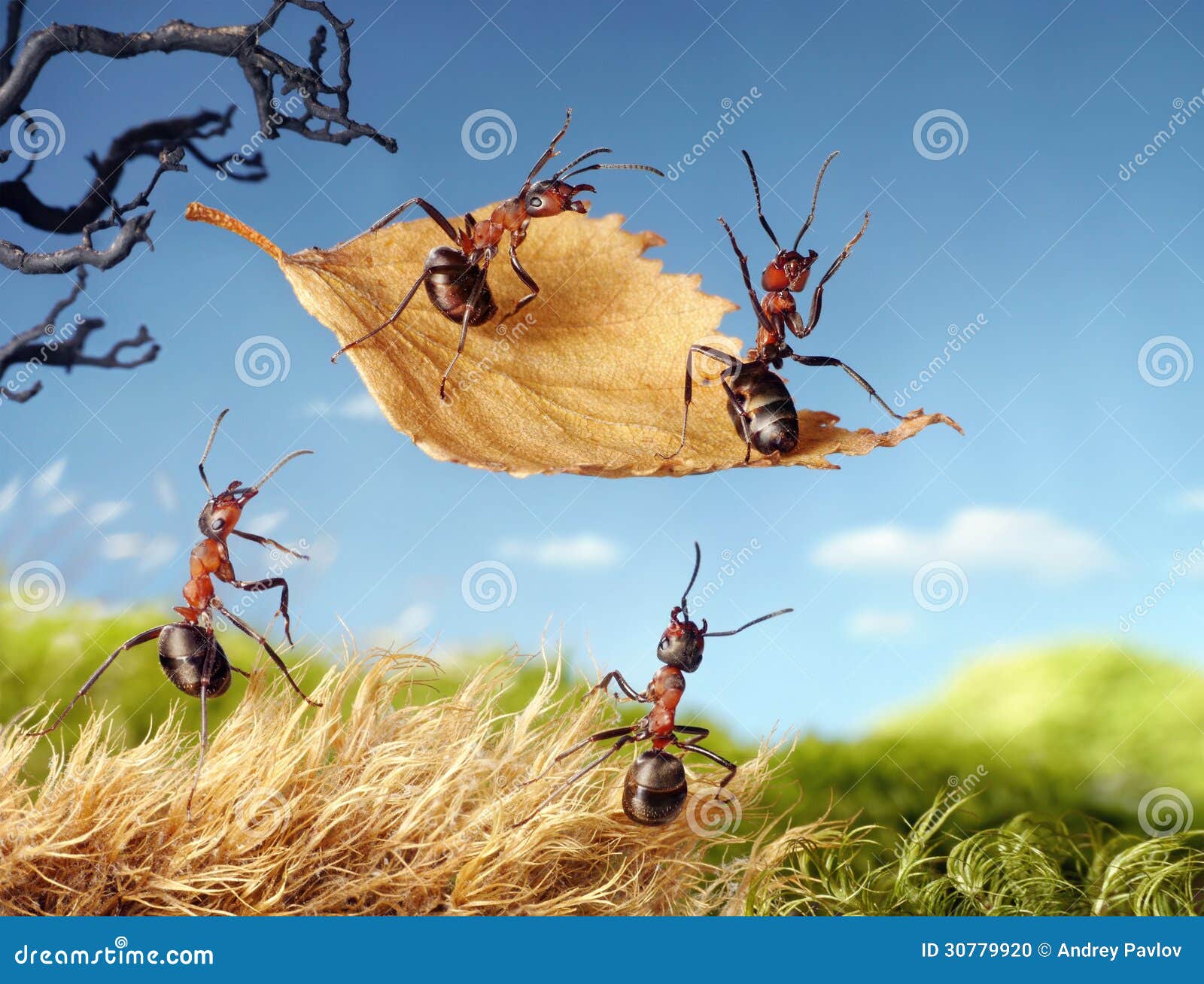 Ants Flying On Leaf, Ant Tales Stock Photo - Image: 30779920