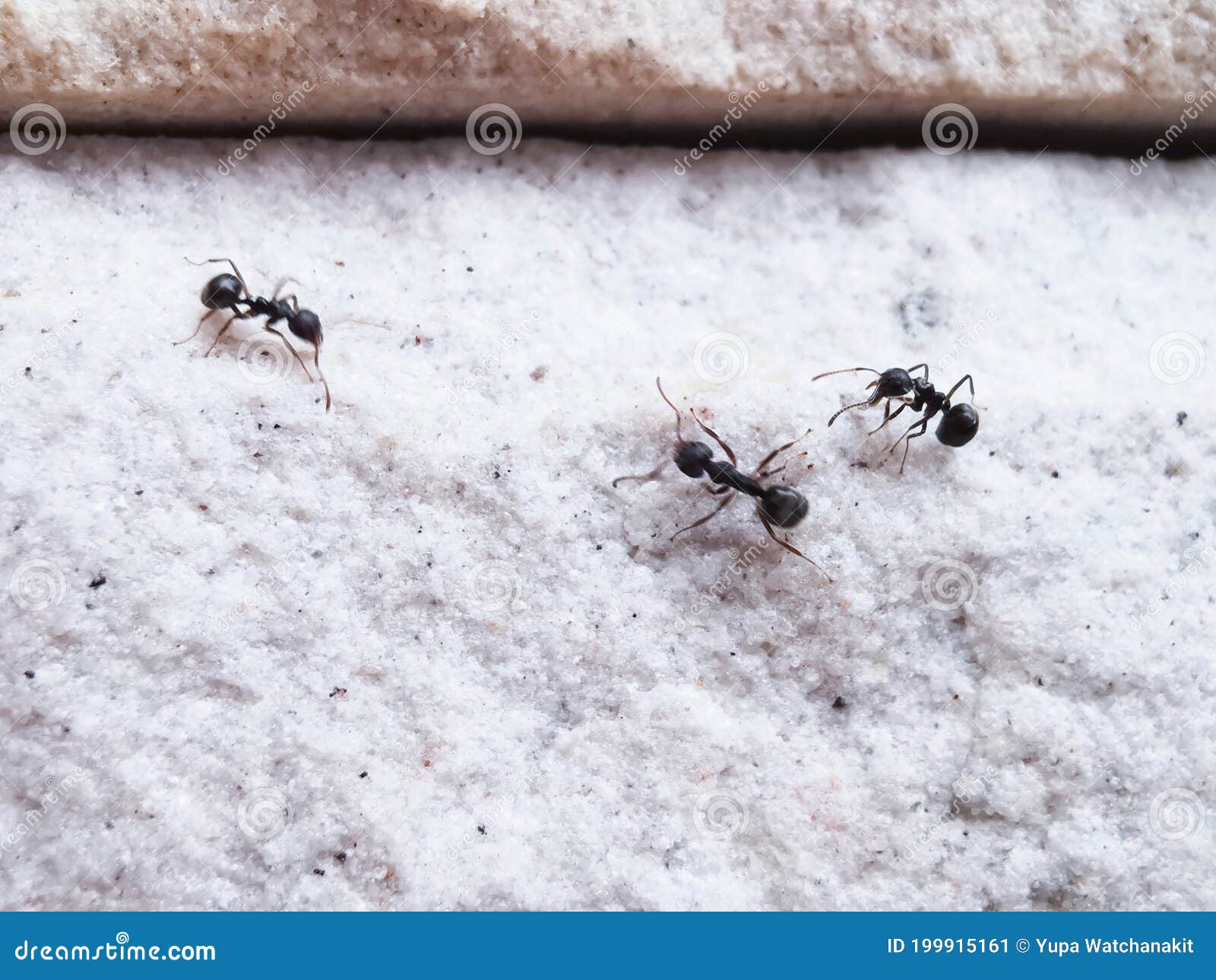 Ants Following Each Other in a Chain Stock Image - Image of unity ...