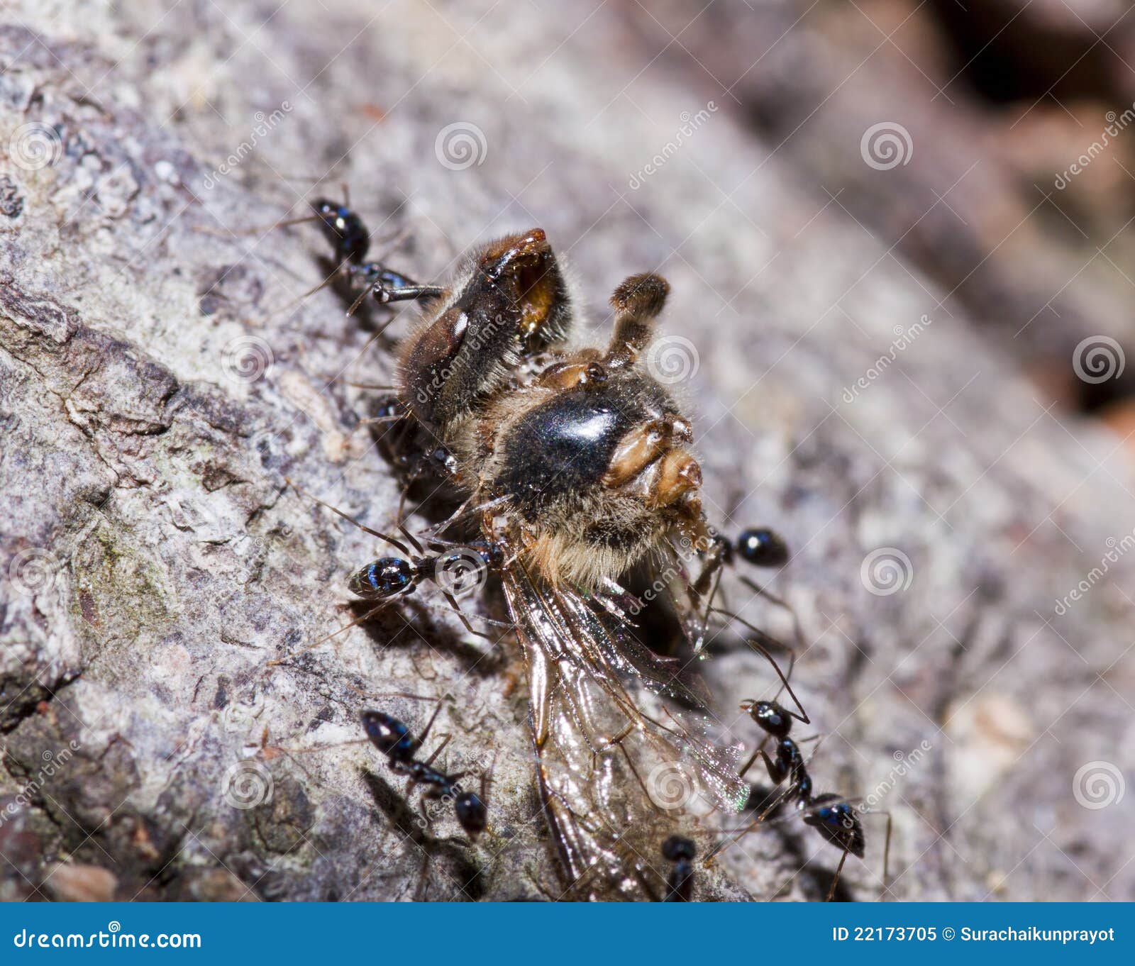 Ants and food stock image. Image of organization, insect - 22173705