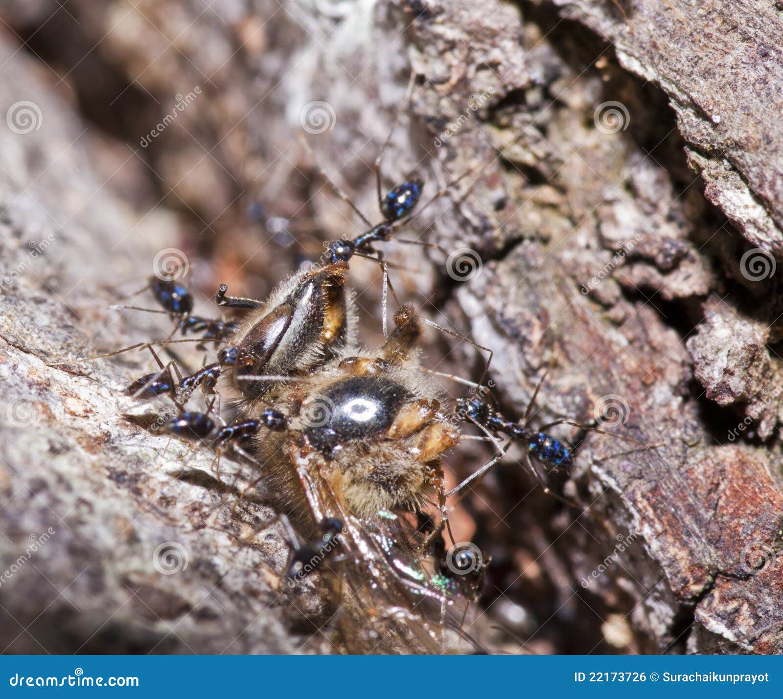 Ants and food stock photo. Image of efficiency, work - 22173726