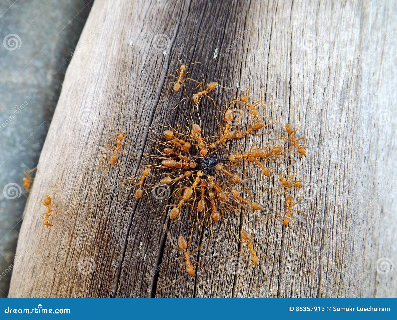 Ants foraging on wooden stock image. Image of animal - 86357913