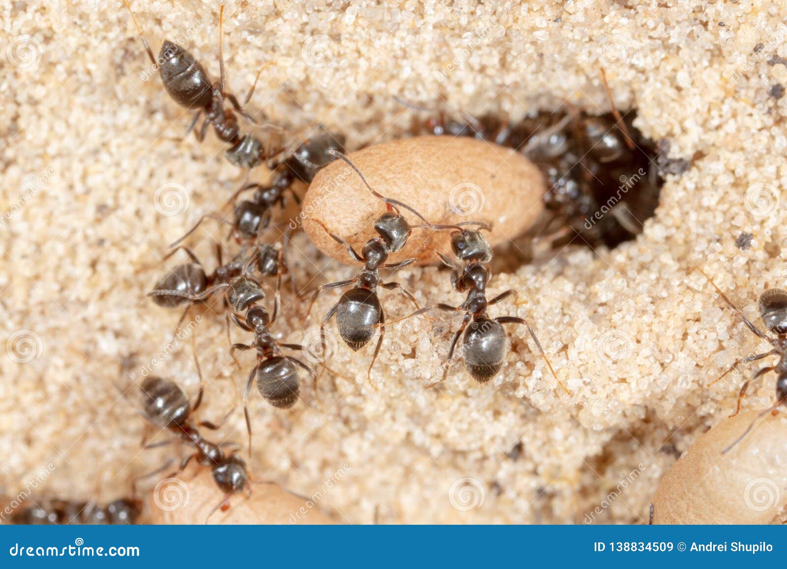 Ants and Formic Eggs in Nature Stock Image - Image of eggs, animal ...