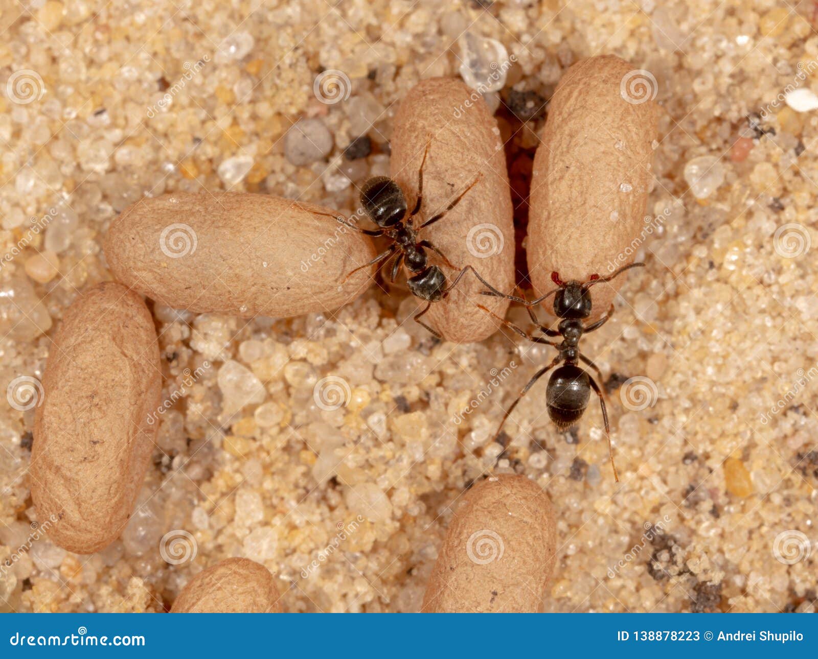 Ants and Formic Eggs in Nature Stock Image - Image of vermin, natural ...