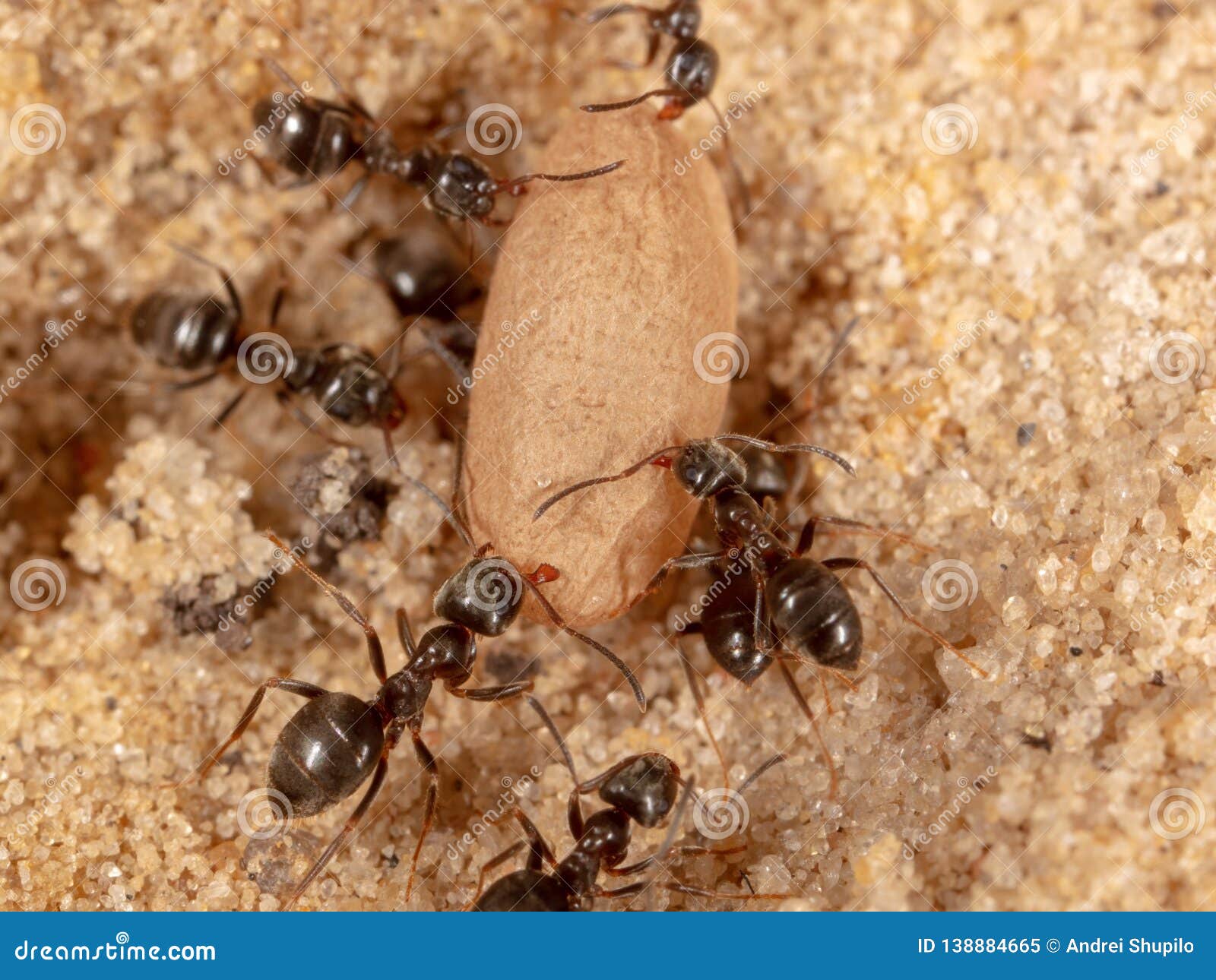 Ants and Formic Eggs in Nature Stock Image - Image of small, wildlife ...