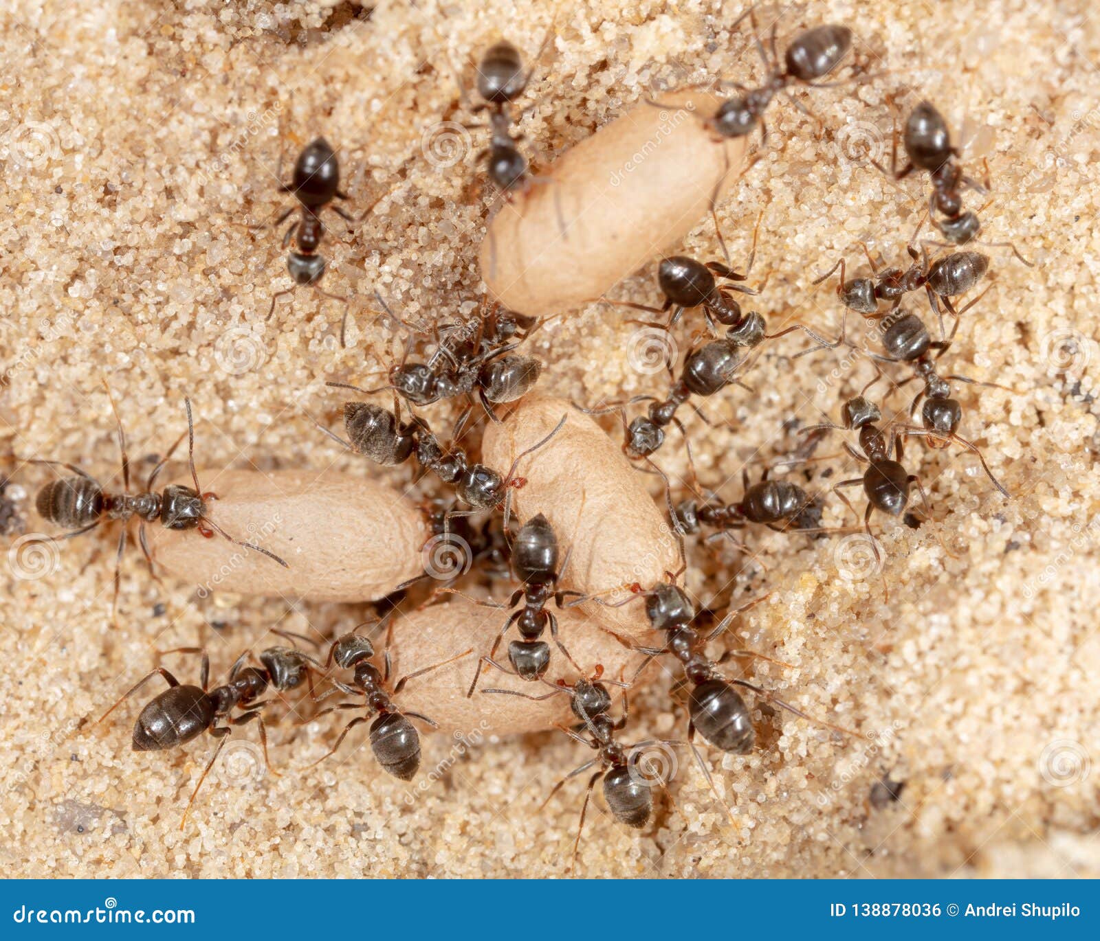 Ants and Formic Eggs in Nature Stock Photo - Image of pest, wild: 138878036