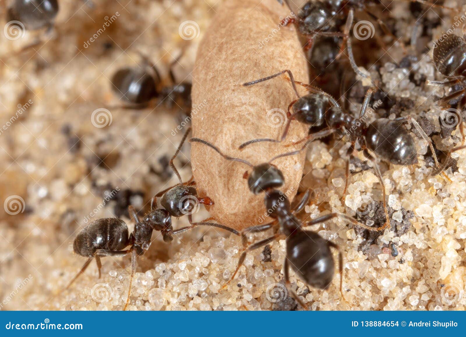 Ants and Formic Eggs in Nature Stock Photo - Image of natural, black ...