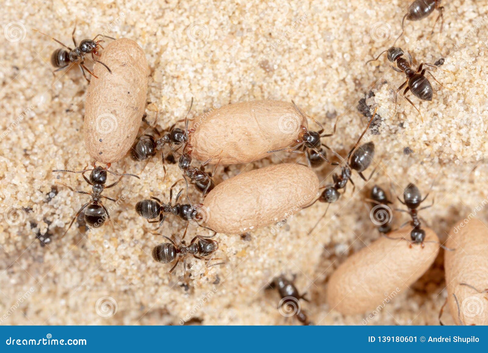 Ants and Formic Eggs in Nature Stock Image - Image of animal, nest ...