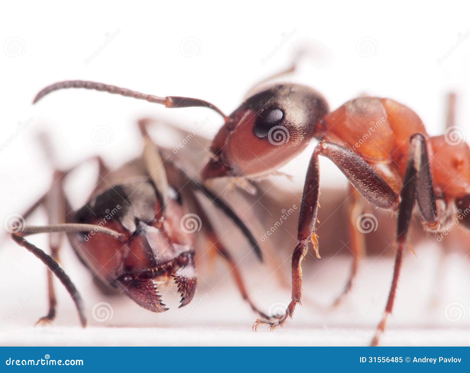 Ants Formica Rufa Conflict Stock Photos - Free & Royalty-Free Stock ...
