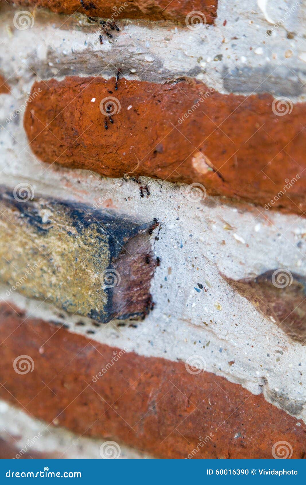 Ants Forming a Column on a Brick Wall Stock Photo - Image of team ...