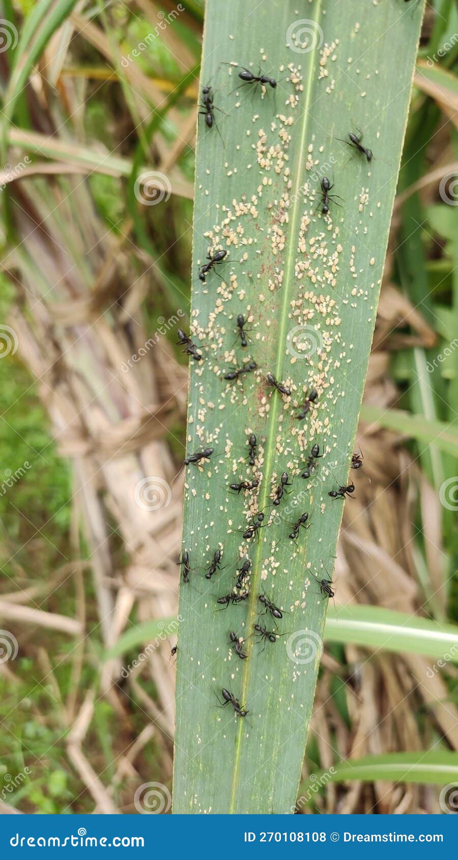 Aphids Colonizing Sugarcane Leaf Stock Photo - Image of ants, aphids ...