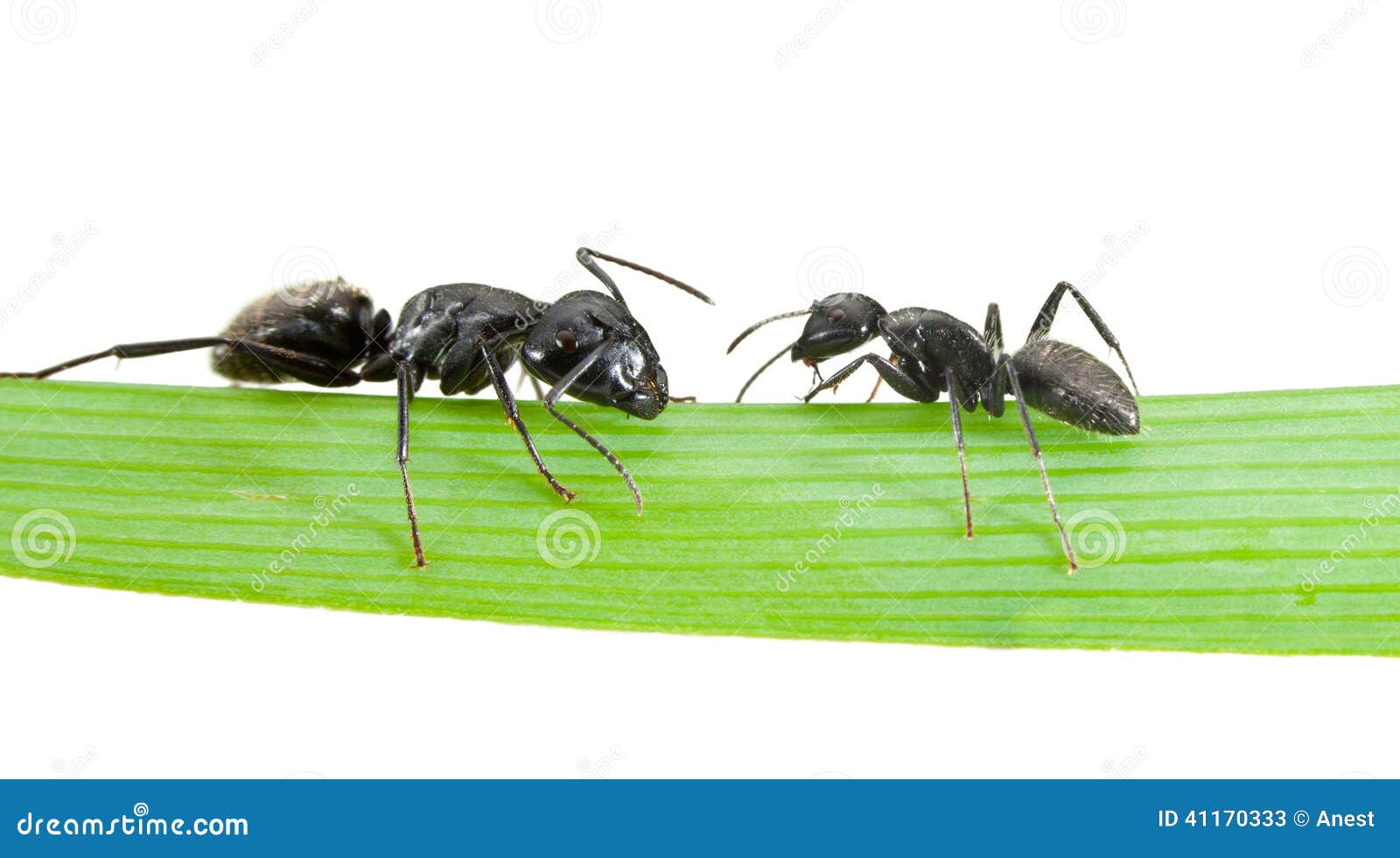 Ants on grass isolated stock image. Image of formicidae - 41170333