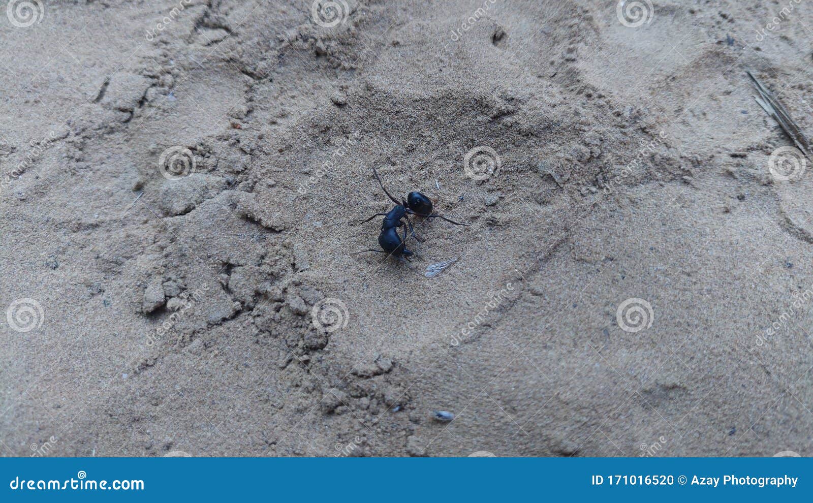 Ants on Ground, Insect Sitting on Soil. Stock Photo - Image of sitting ...