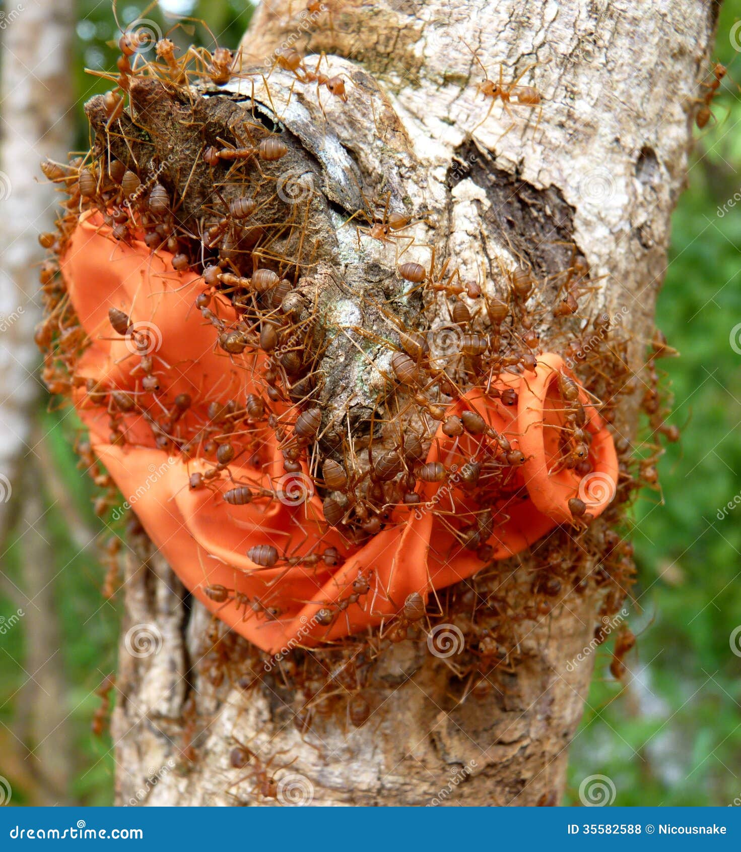 Ants Group with Baloon stock photo. Image of fauna, eyes - 35582588