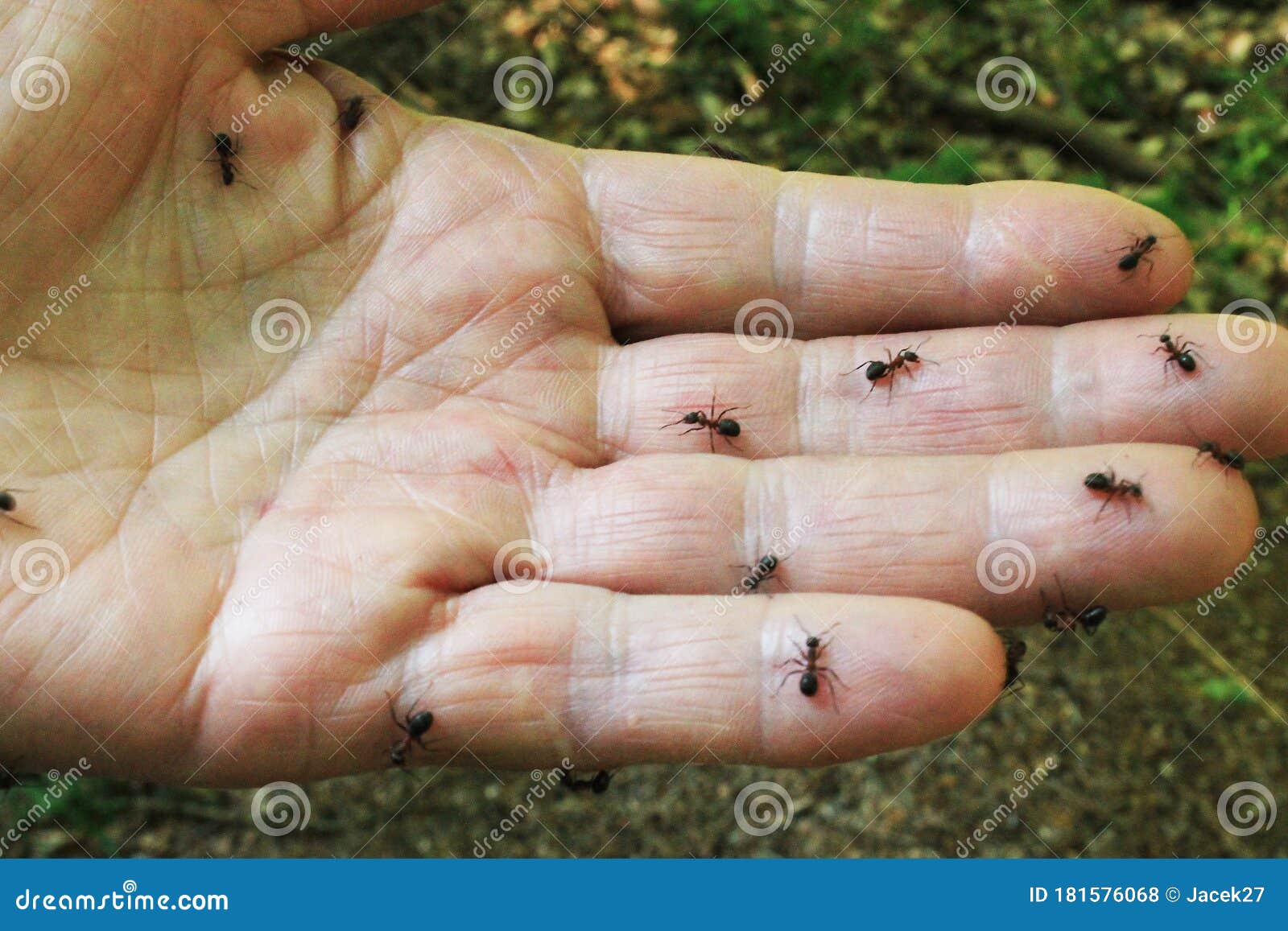 Ants on hand stock photo. Image of colony, ants, insect - 181576068