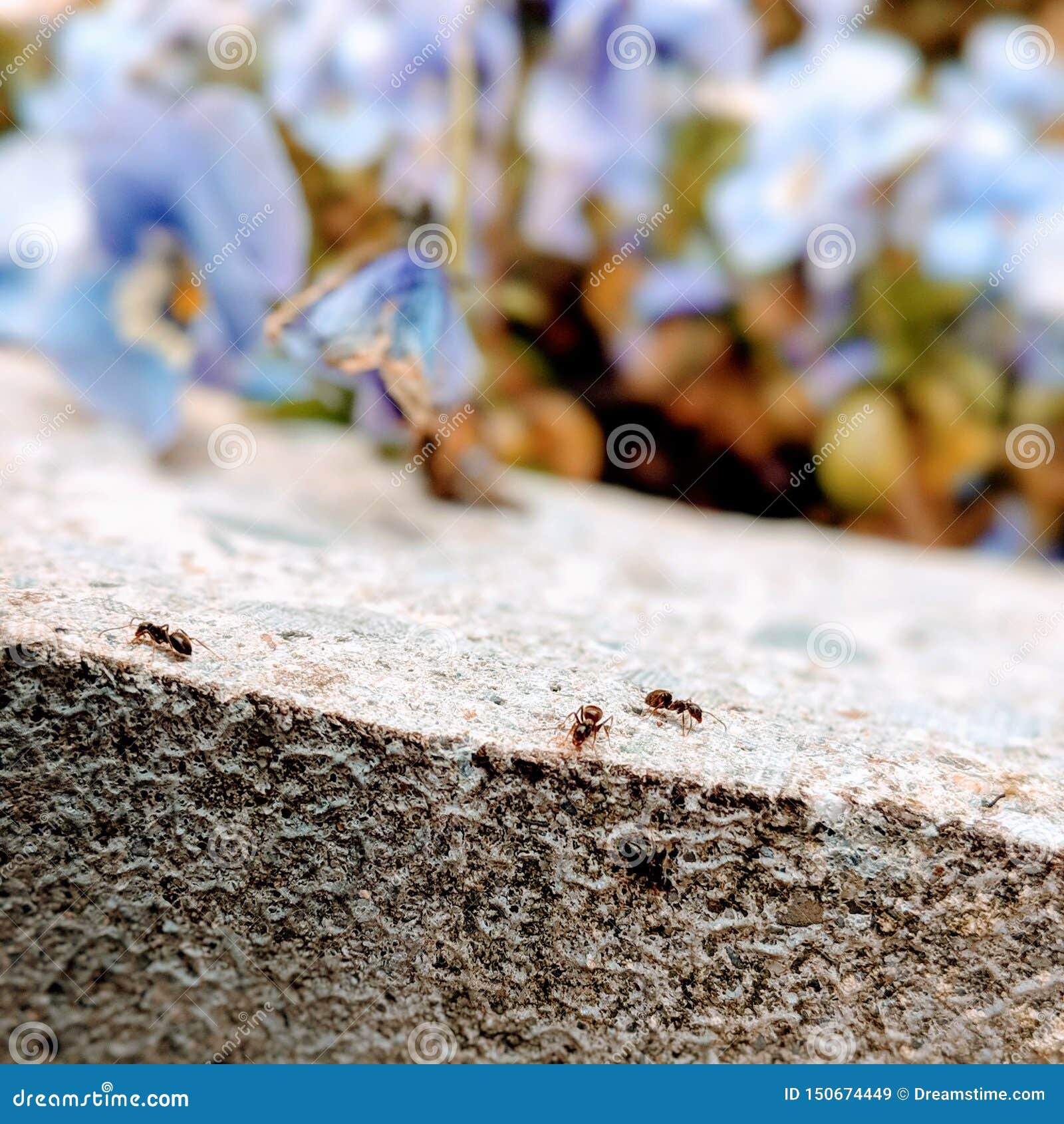 Ants Hard at Work with Flowers Stock Image - Image of food, church ...
