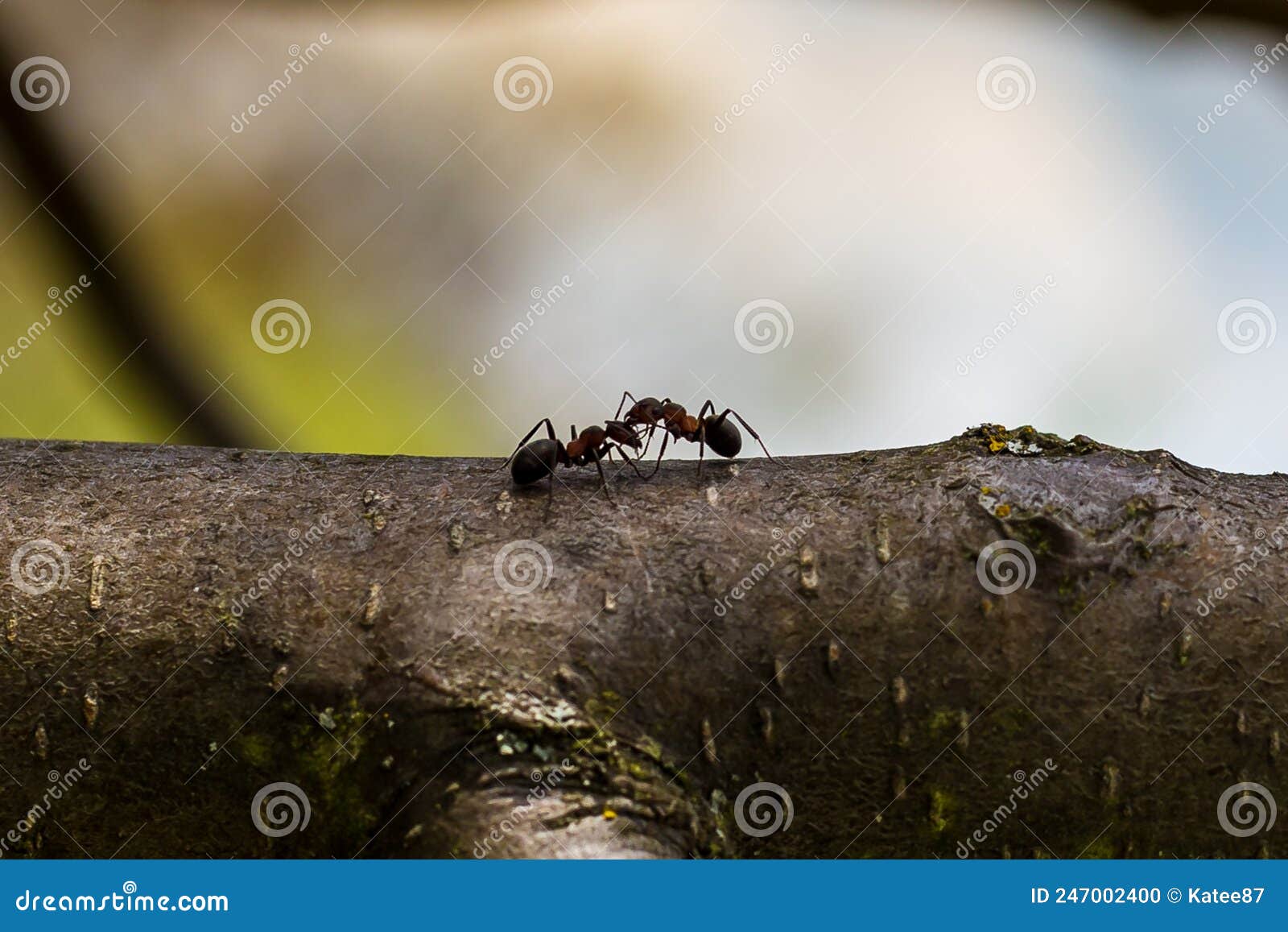 Ants are Hardworking Little Animals Stock Photo - Image of teamwork ...