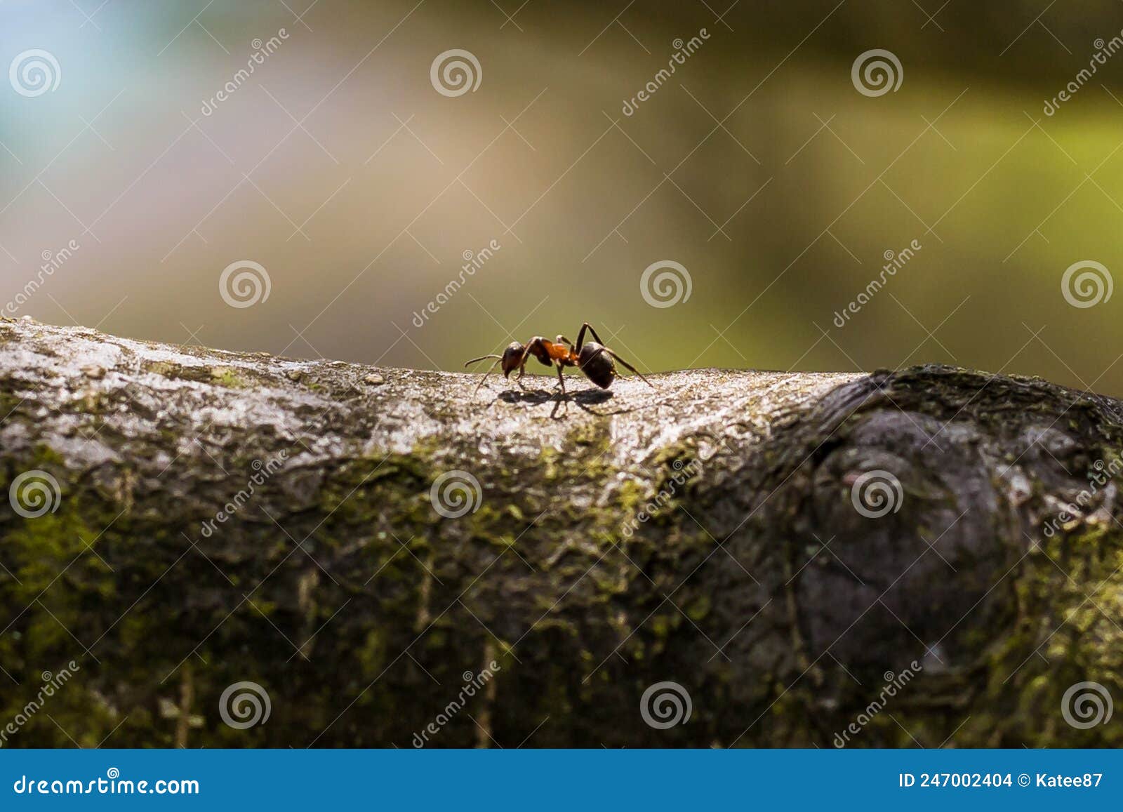 Ants are Hardworking Little Animals Stock Photo - Image of work ...