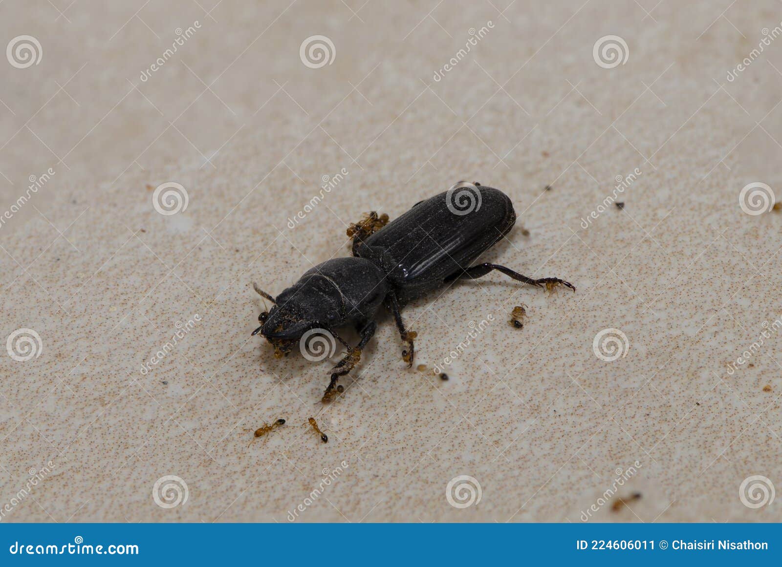 Ants Help Keep the Dead Insect Carcass on the Ground. Stock Image ...