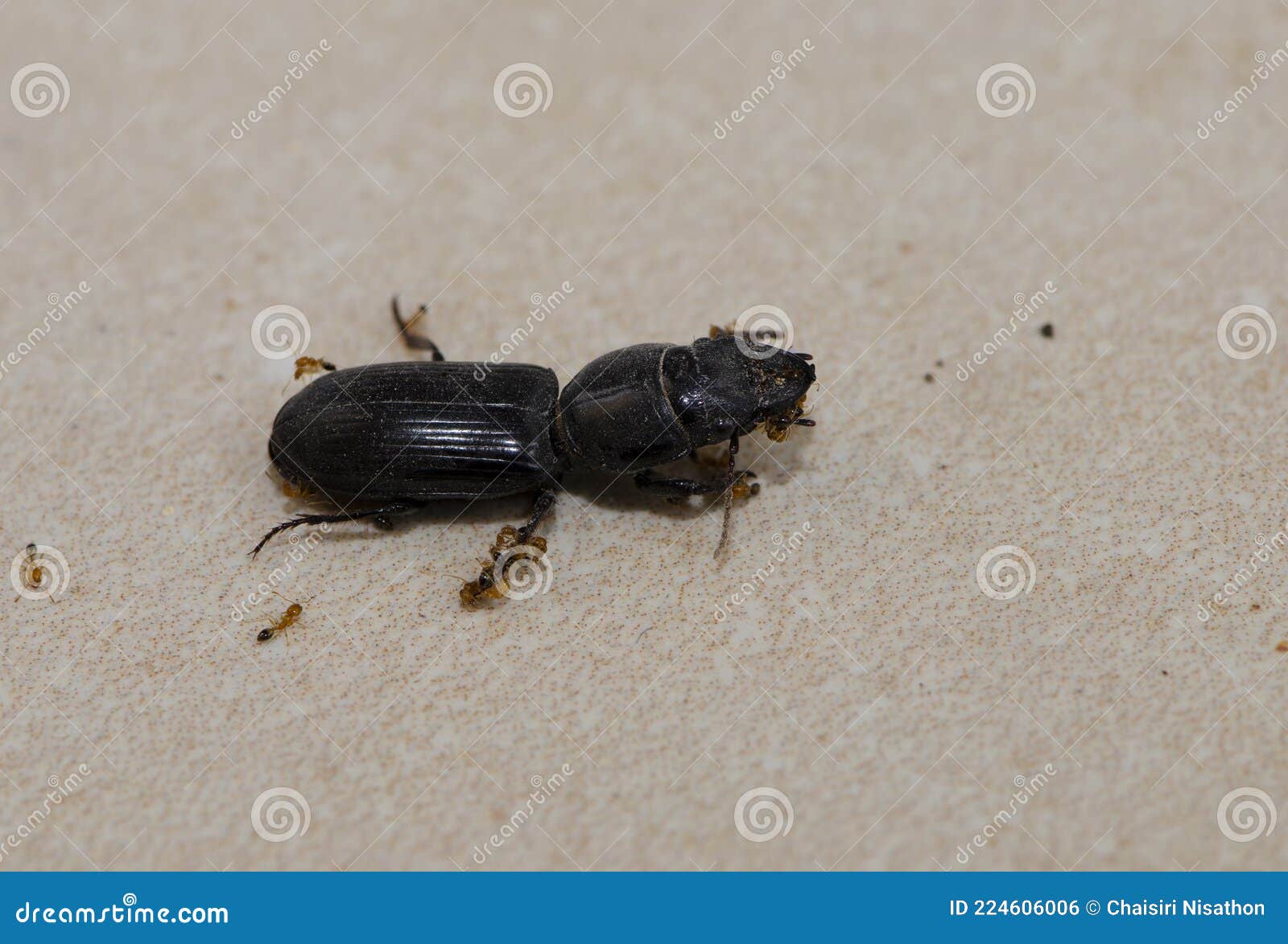Ants Help Keep the Dead Insect Carcass on the Ground. Stock Photo ...