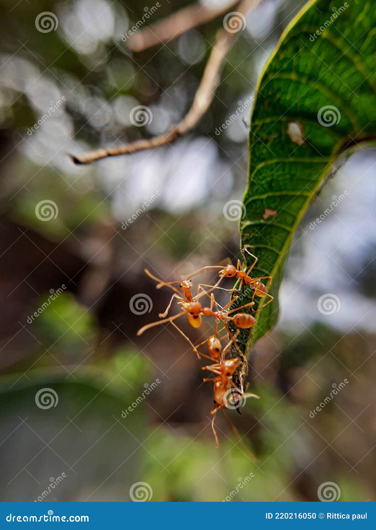 Red Ants Helping Each Other Build Their Nest Royalty-Free Stock Photo ...