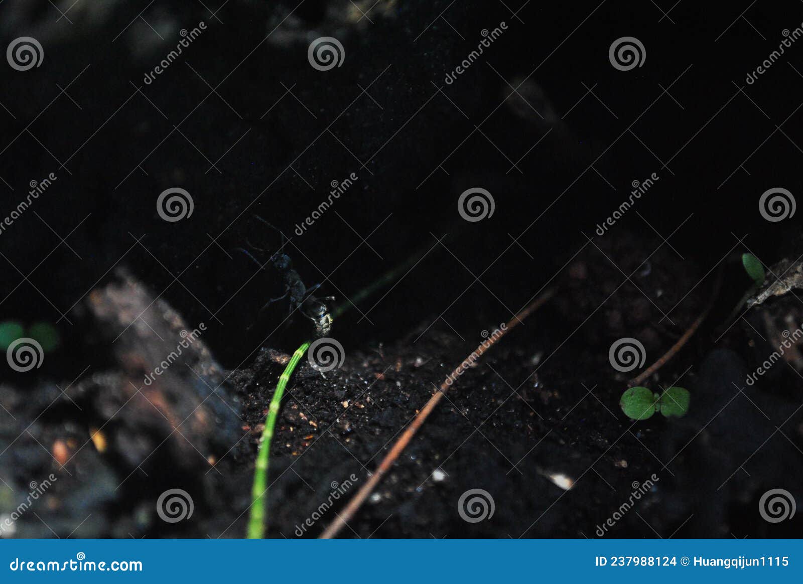 Ant hiding in the shadow stock photo. Image of night - 237988124