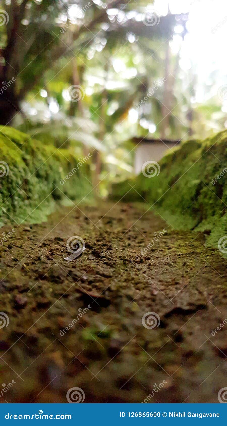 The ants Highway stock photo. Image of vegetation, path - 126865600