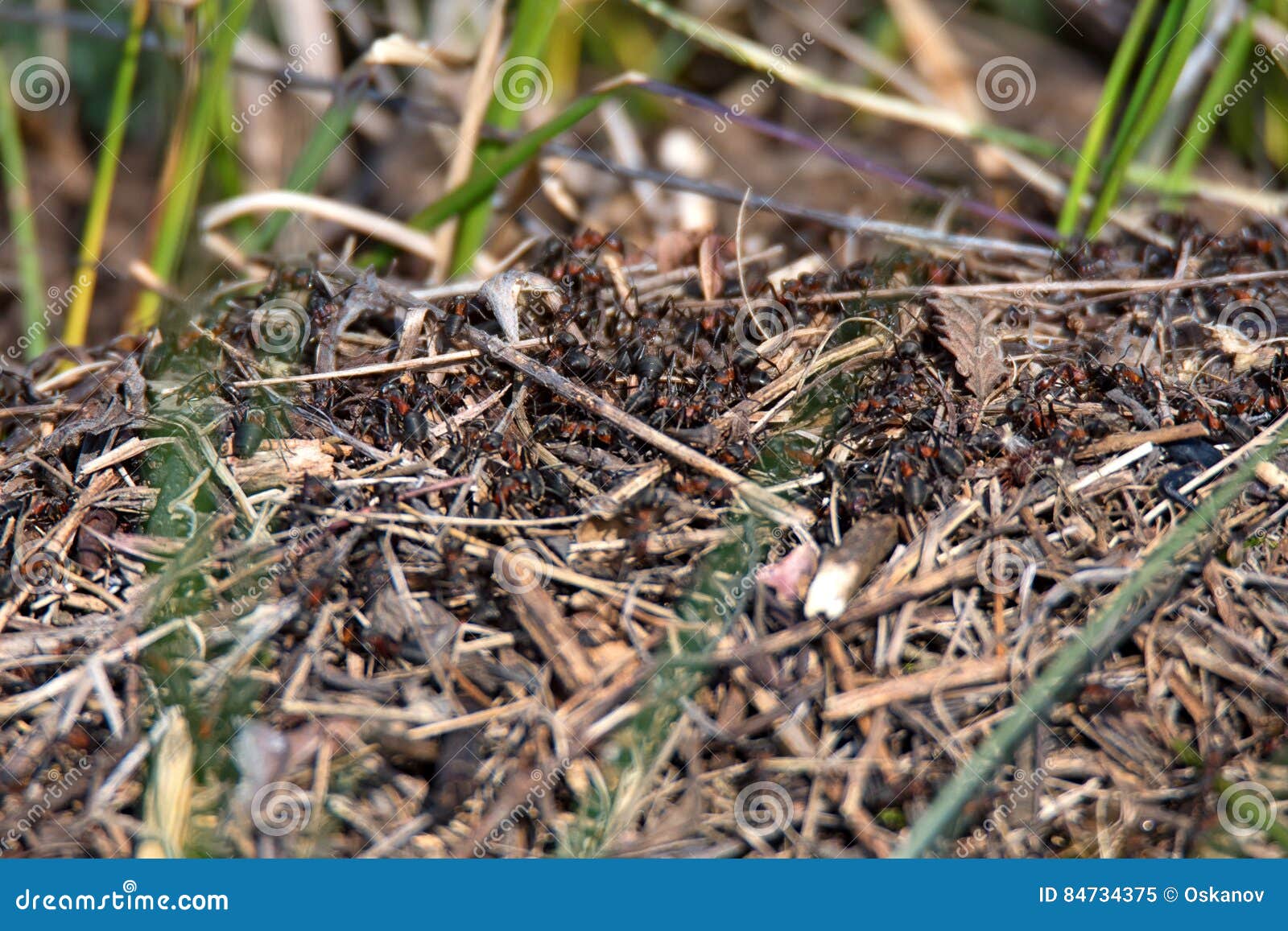 Ants hive in steppe stock image. Image of home, mound - 84734375