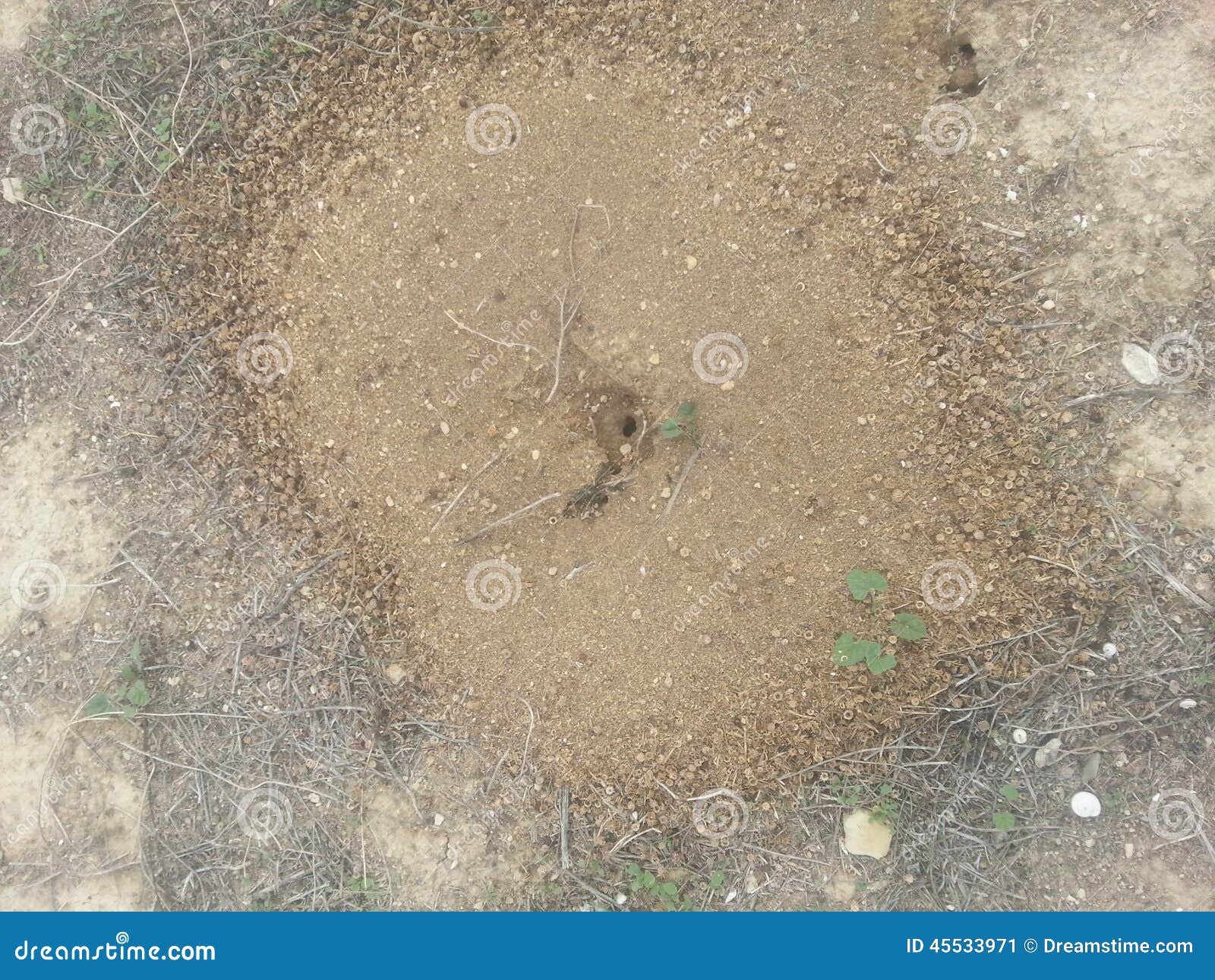 Ants house stock image. Image of nature, house, live - 45533971