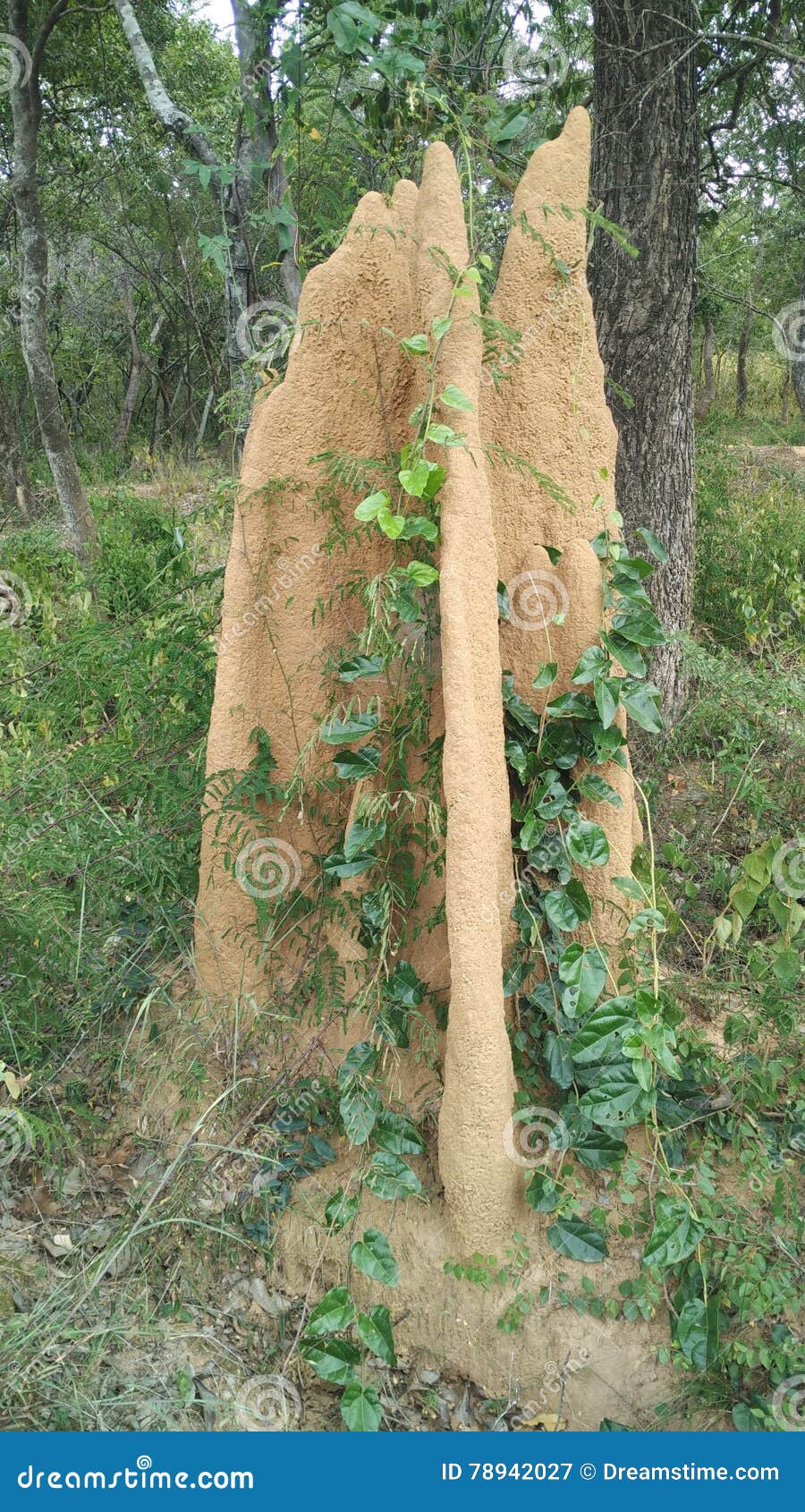 Ants house stock image. Image of ants, beautiful, antsits - 78942027