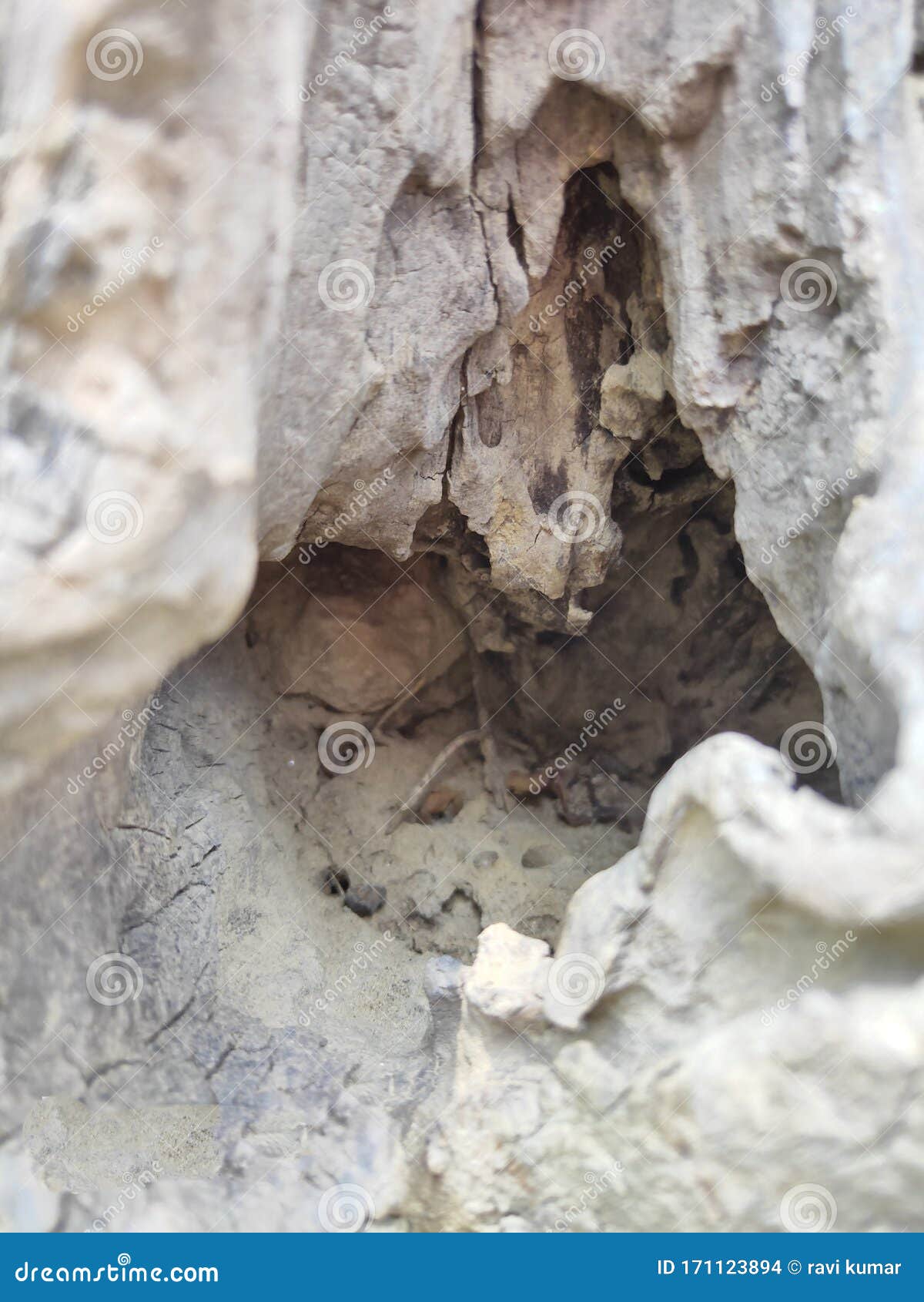 Red Ants House On The Mango Tree. Nature Background Wallpaper, Stock ...