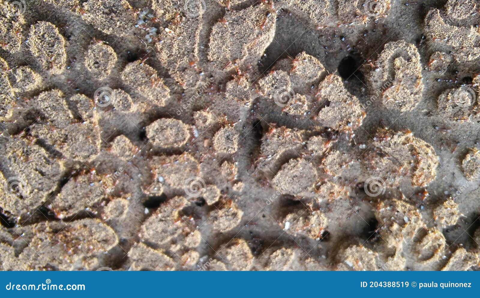 Red Ants House On The Mango Tree. Nature Background Wallpaper, Stock ...