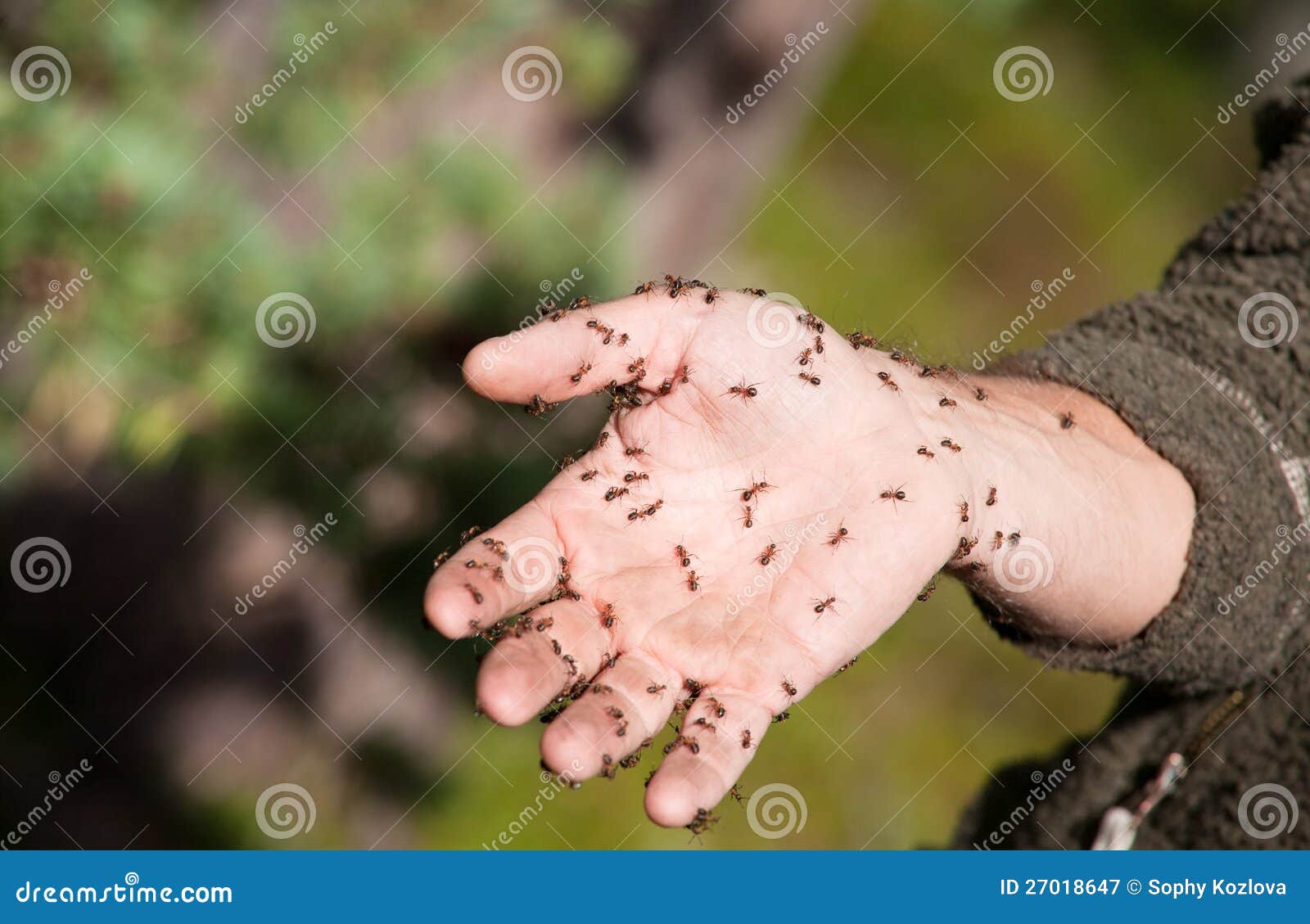 Ants on human hand stock image. Image of insect, hand - 27018647