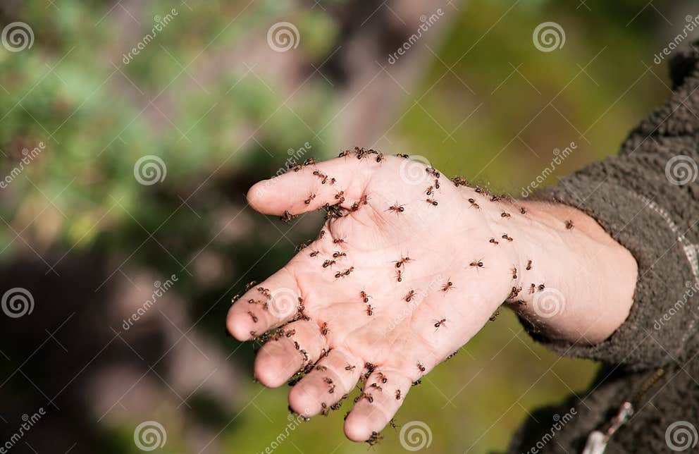 Ants on human hand stock image. Image of insect, hand - 27018647