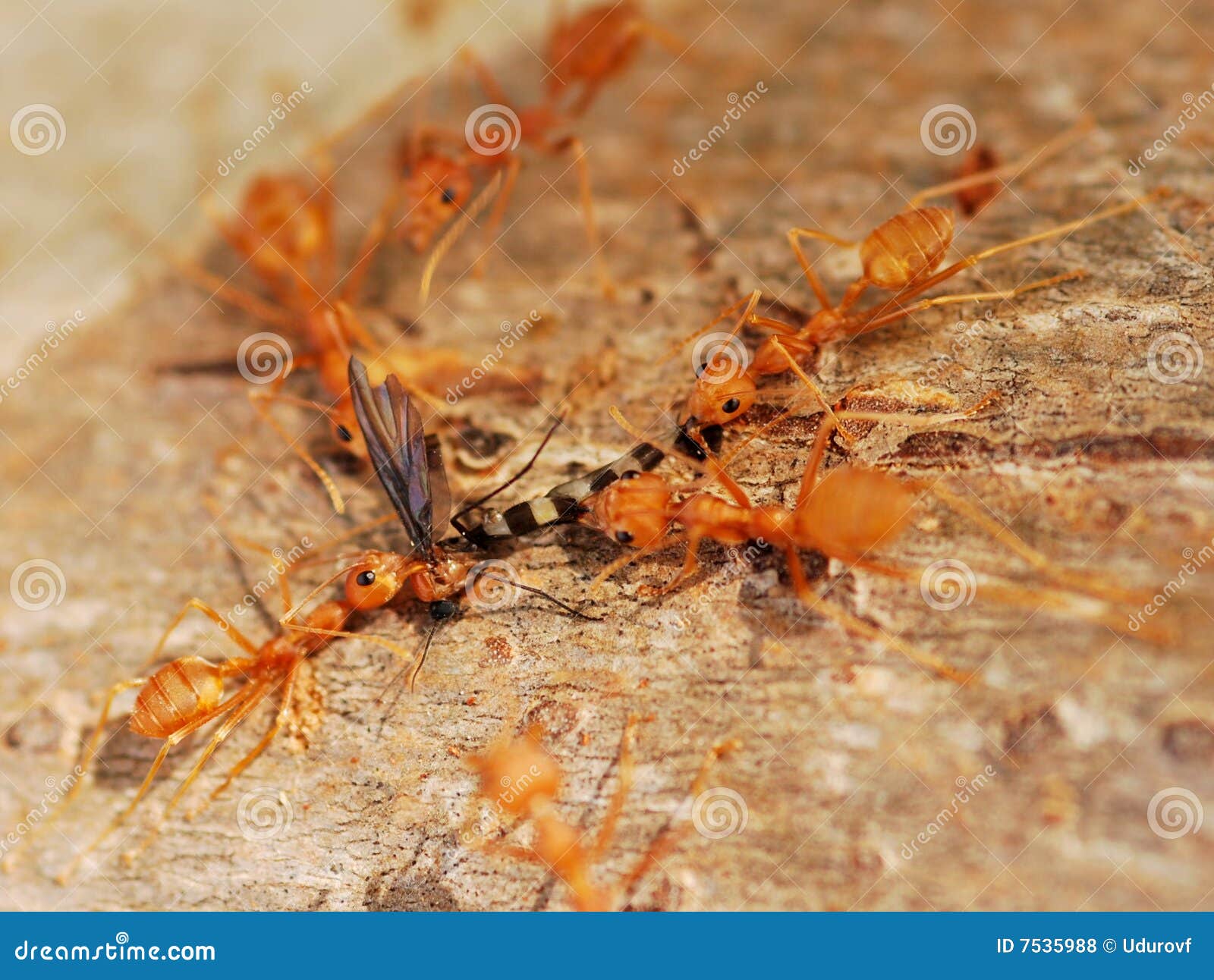 The hunting ant stock photo. Image of mosquito, pick, back - 7535988