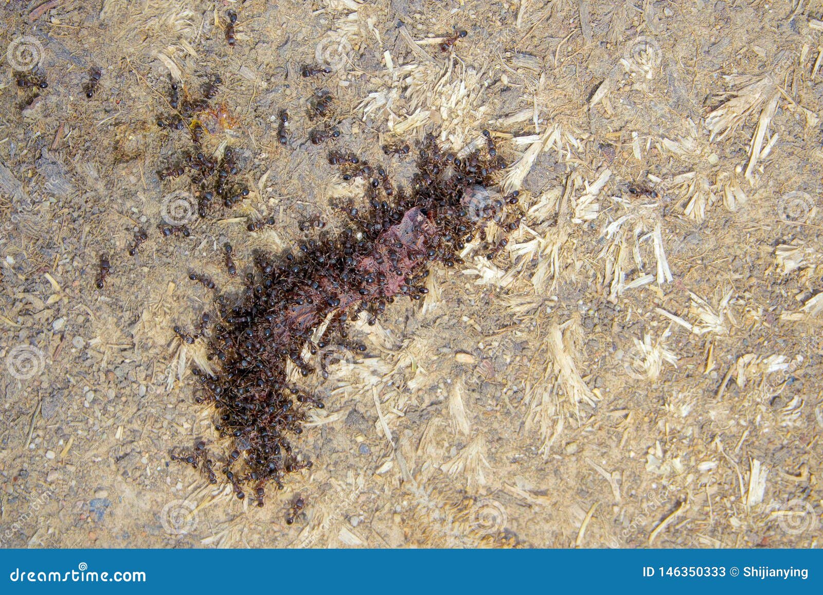 Ants hunt stock image. Image of wild, nature, dead, insect - 146350333