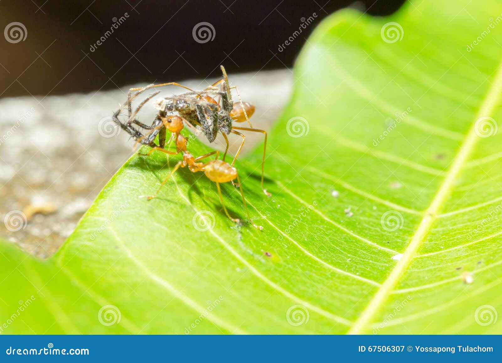 Ants Hunting Focused of Bait S Cricket Stock Image - Image of team ...